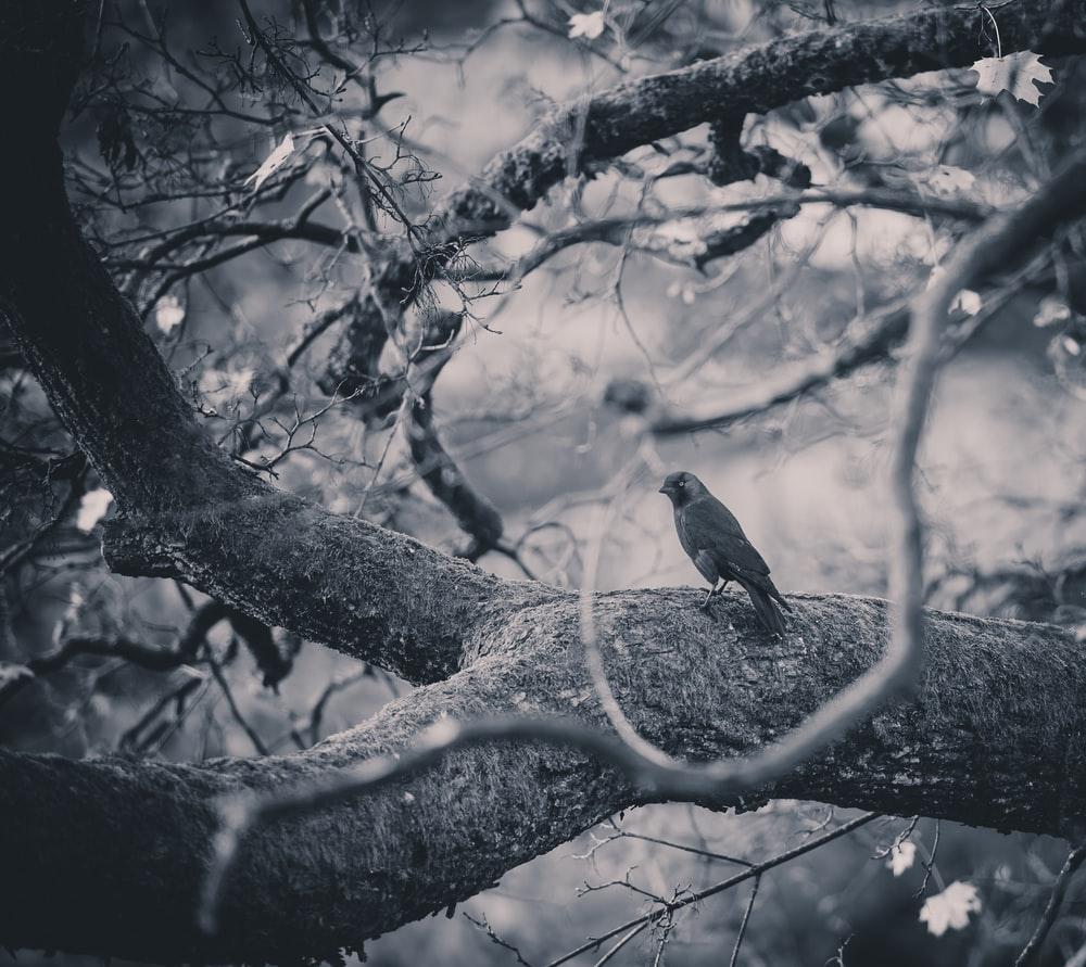 Birds And Trees Wallpapers Top Free Birds And Trees Backgrounds Wallpaperaccess