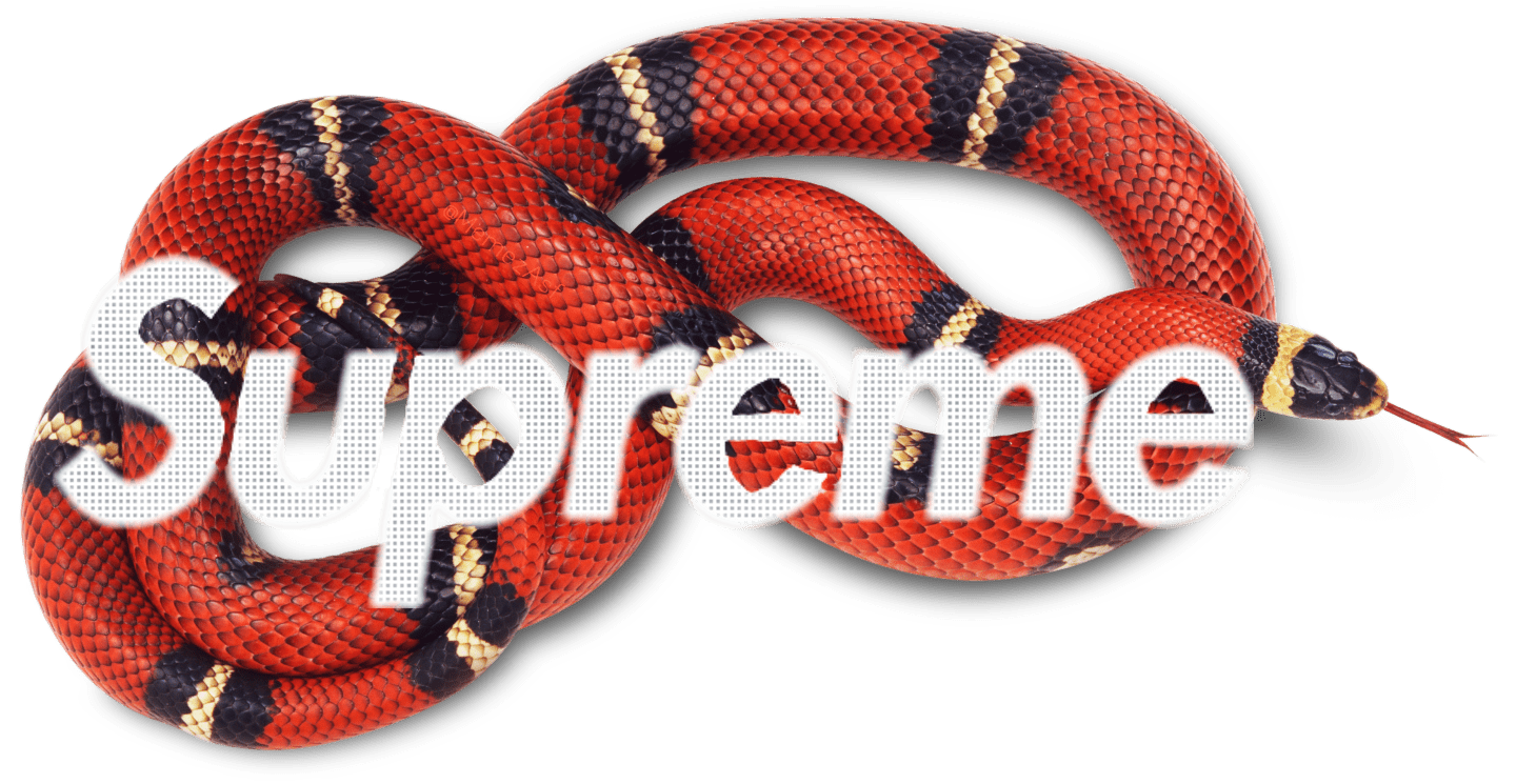 Gucci Snake Logo Wallpapers - Top Free Gucci Snake Logo Backgrounds ...