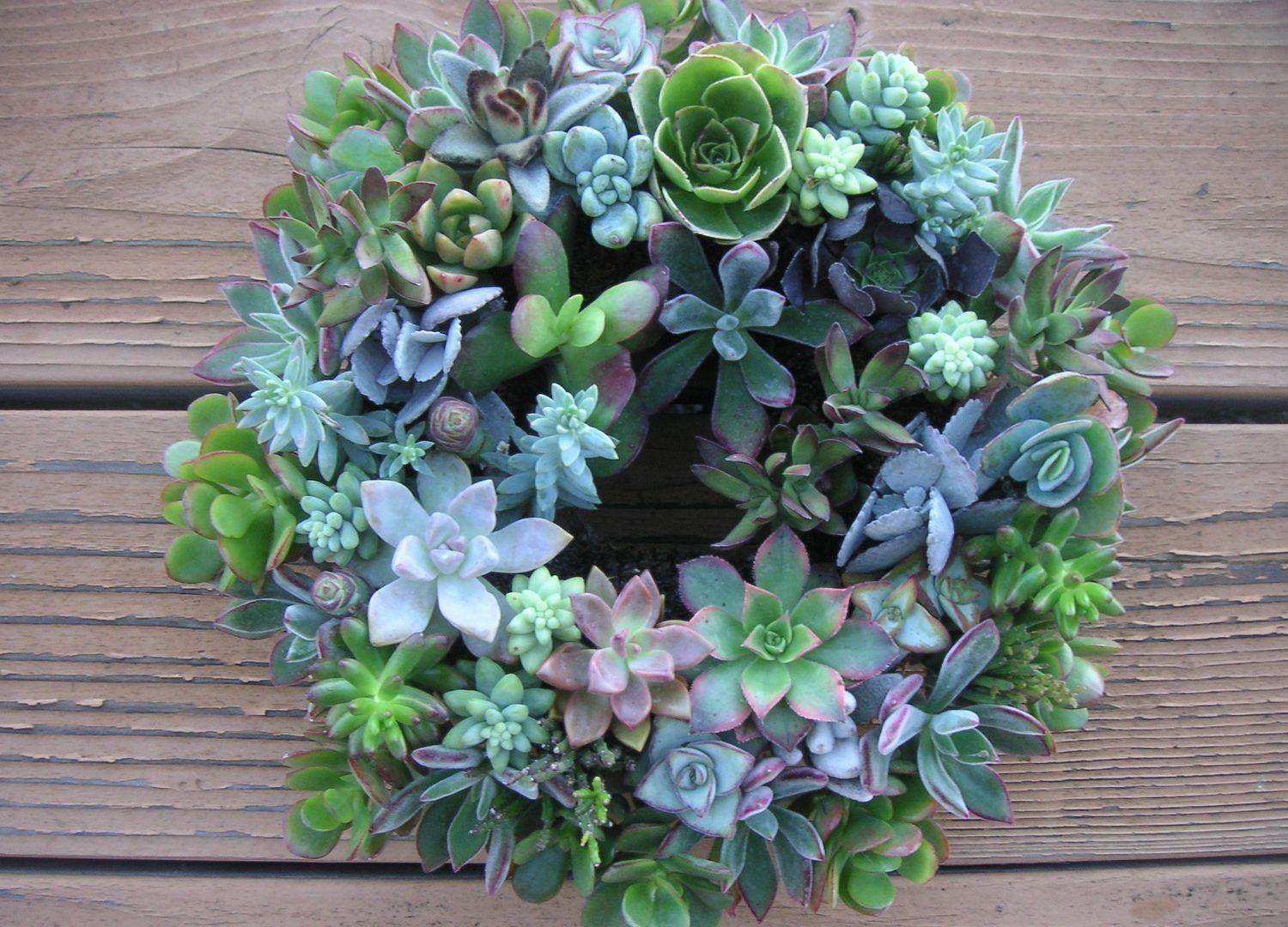 Succulent Wallpapers - Top Free Succulent Backgrounds - WallpaperAccess