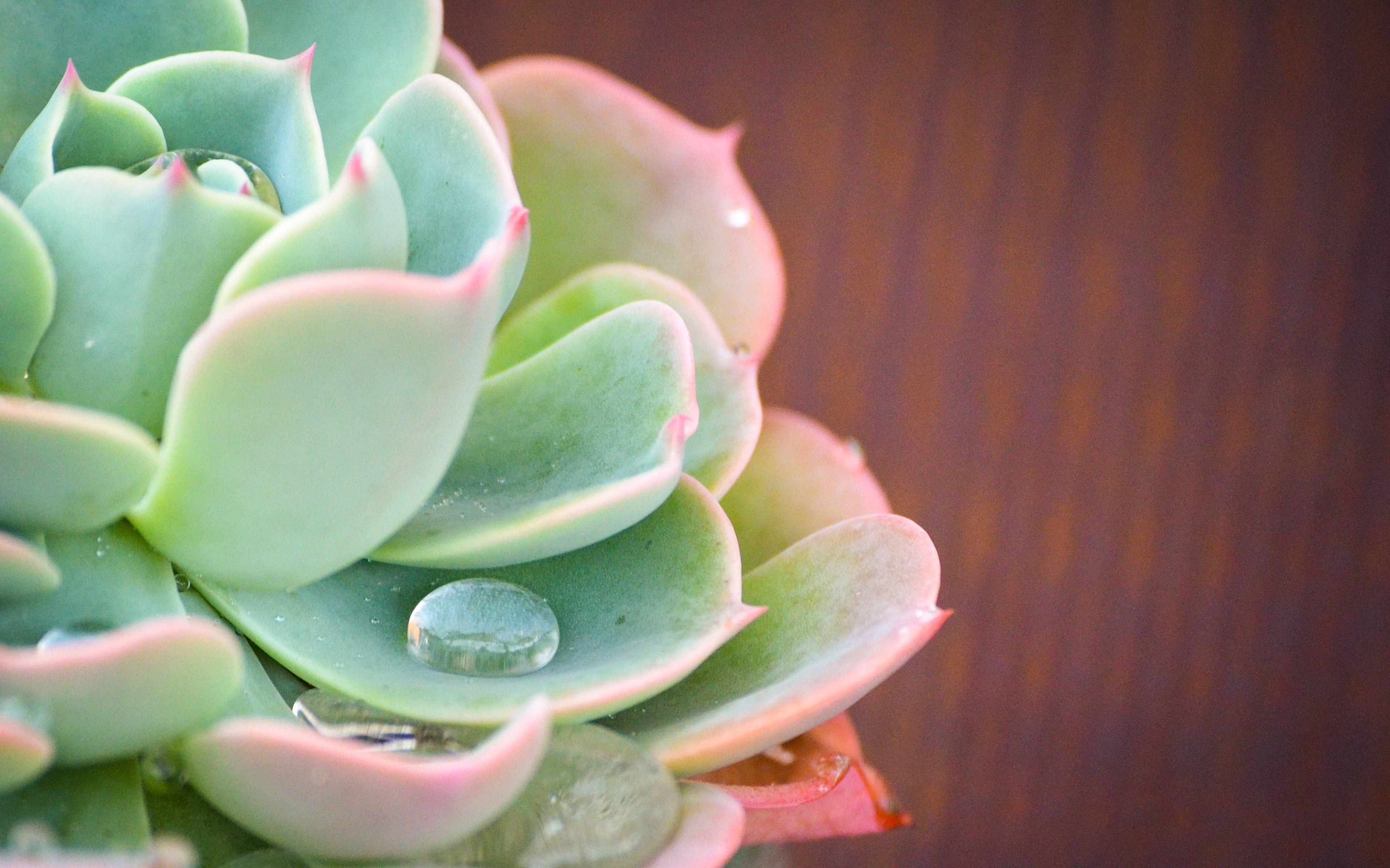 Cute Succulent Wallpapers - Top Free Cute Succulent Backgrounds ...