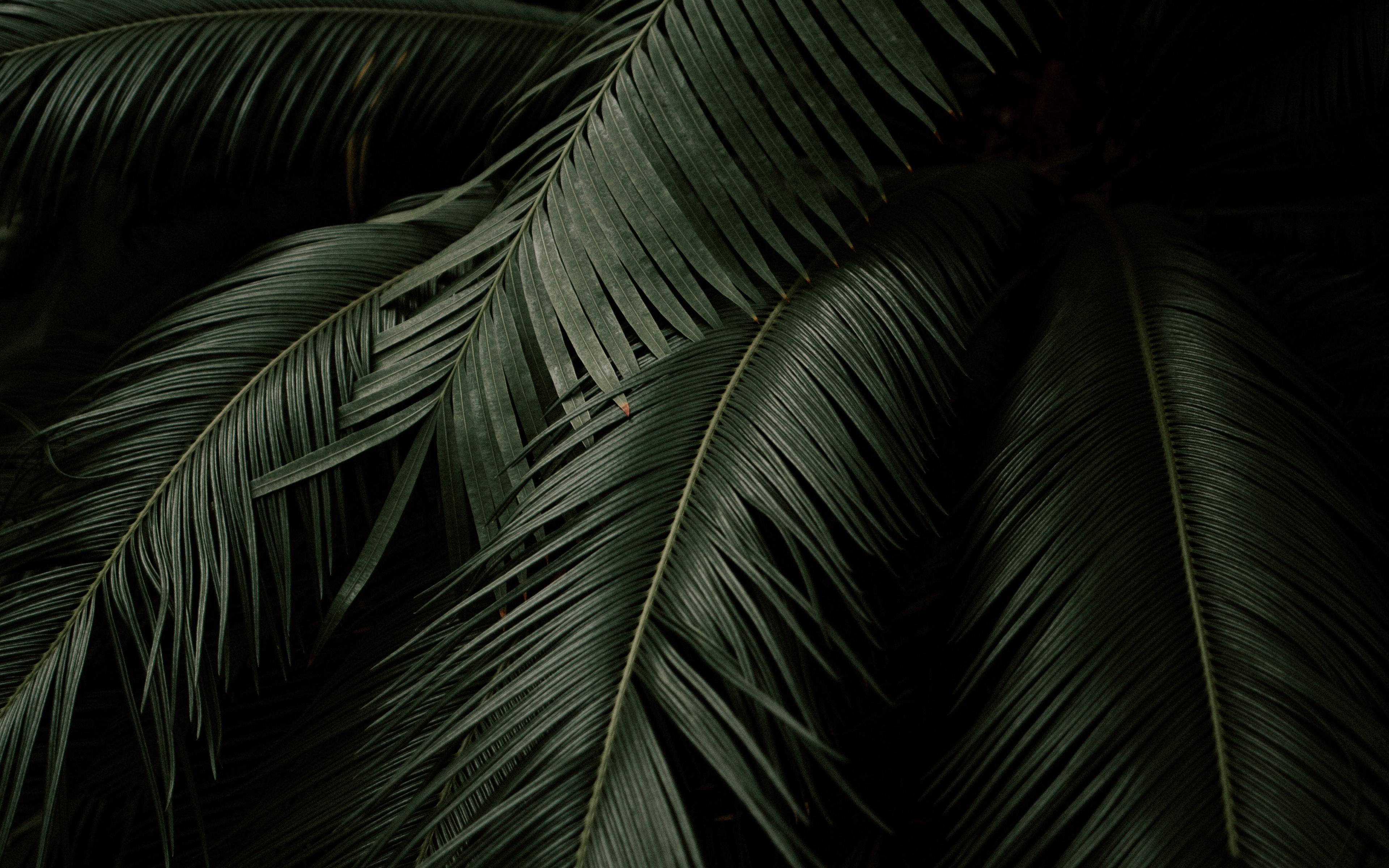 Dark Botanical Wallpapers - Top Free Dark Botanical Backgrounds ...