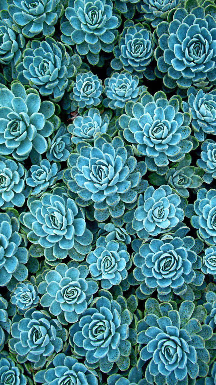Succulent Wallpapers - Top Free Succulent Backgrounds - WallpaperAccess