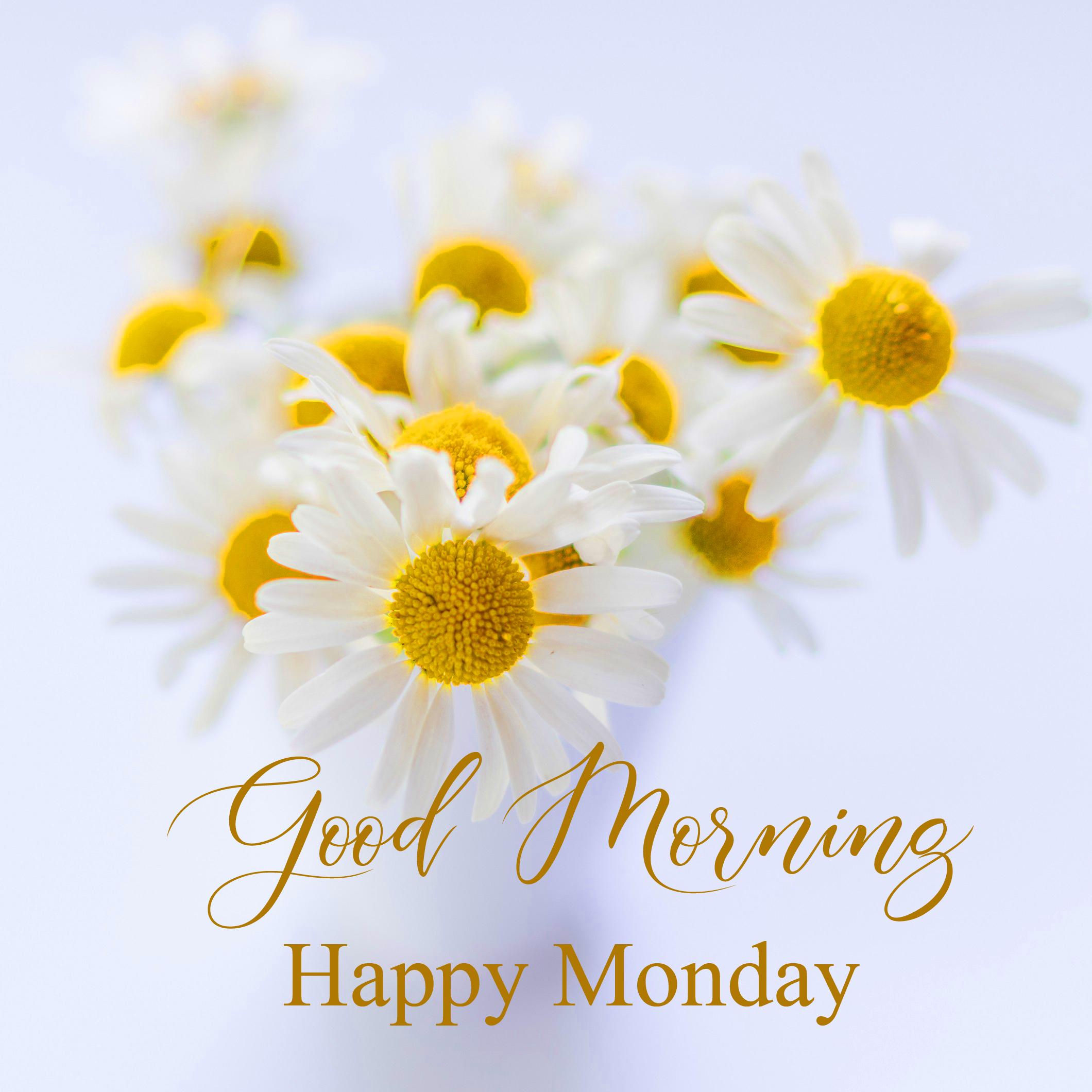 Cute Monday Wallpapers - Top Free Cute Monday Backgrounds - WallpaperAccess