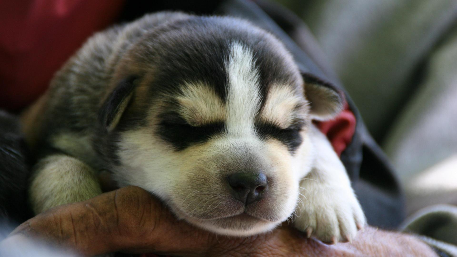 Cute Baby Wolves Wallpapers - Top Free Cute Baby Wolves Backgrounds ...