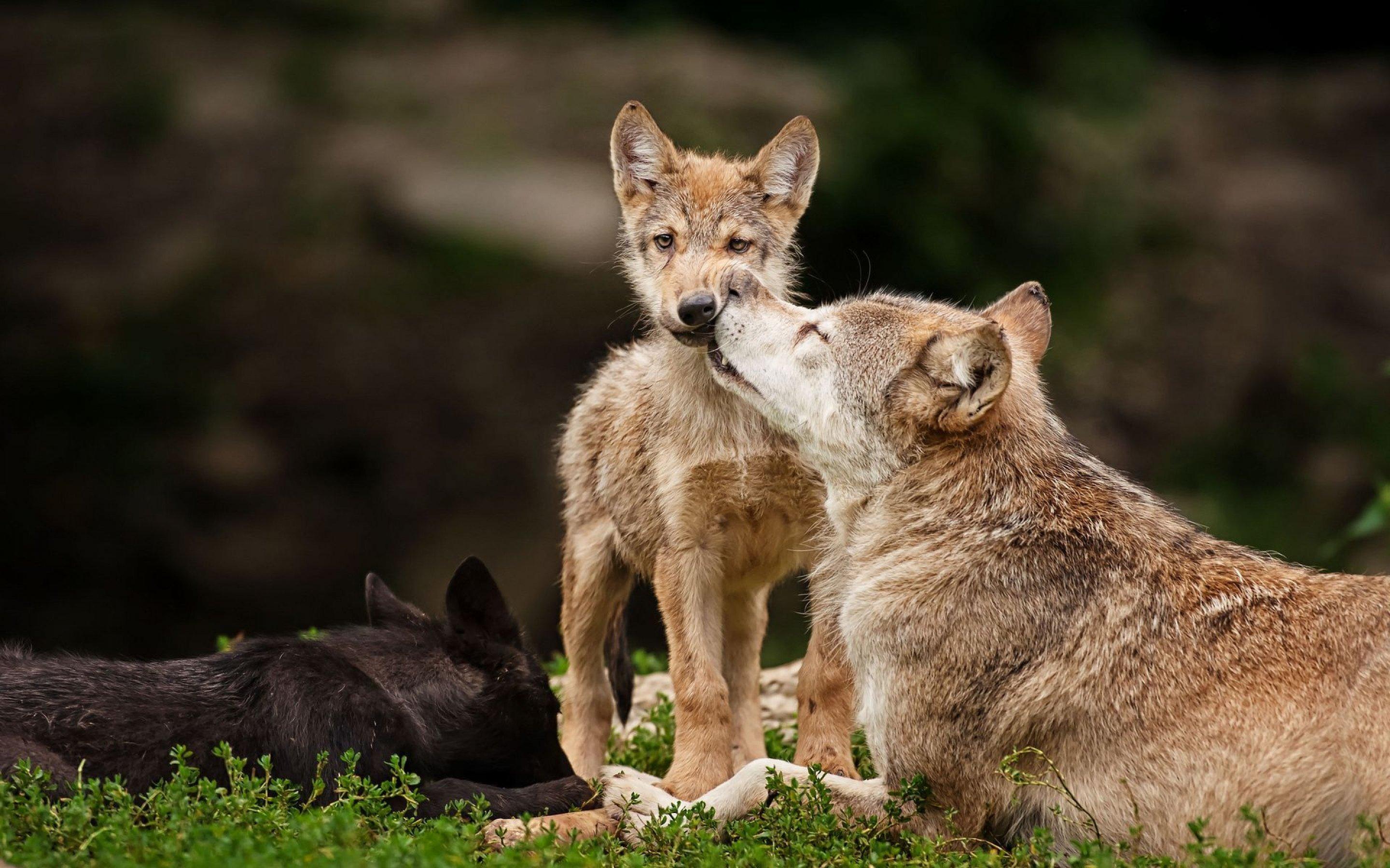 Cute Baby Wolves Wallpapers - Top Free Cute Baby Wolves Backgrounds ...