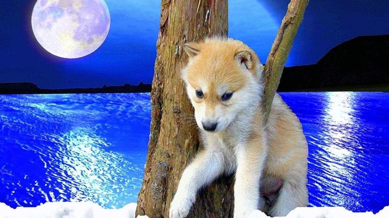 Cute Baby Wolves Wallpapers - Top Free Cute Baby Wolves Backgrounds ...