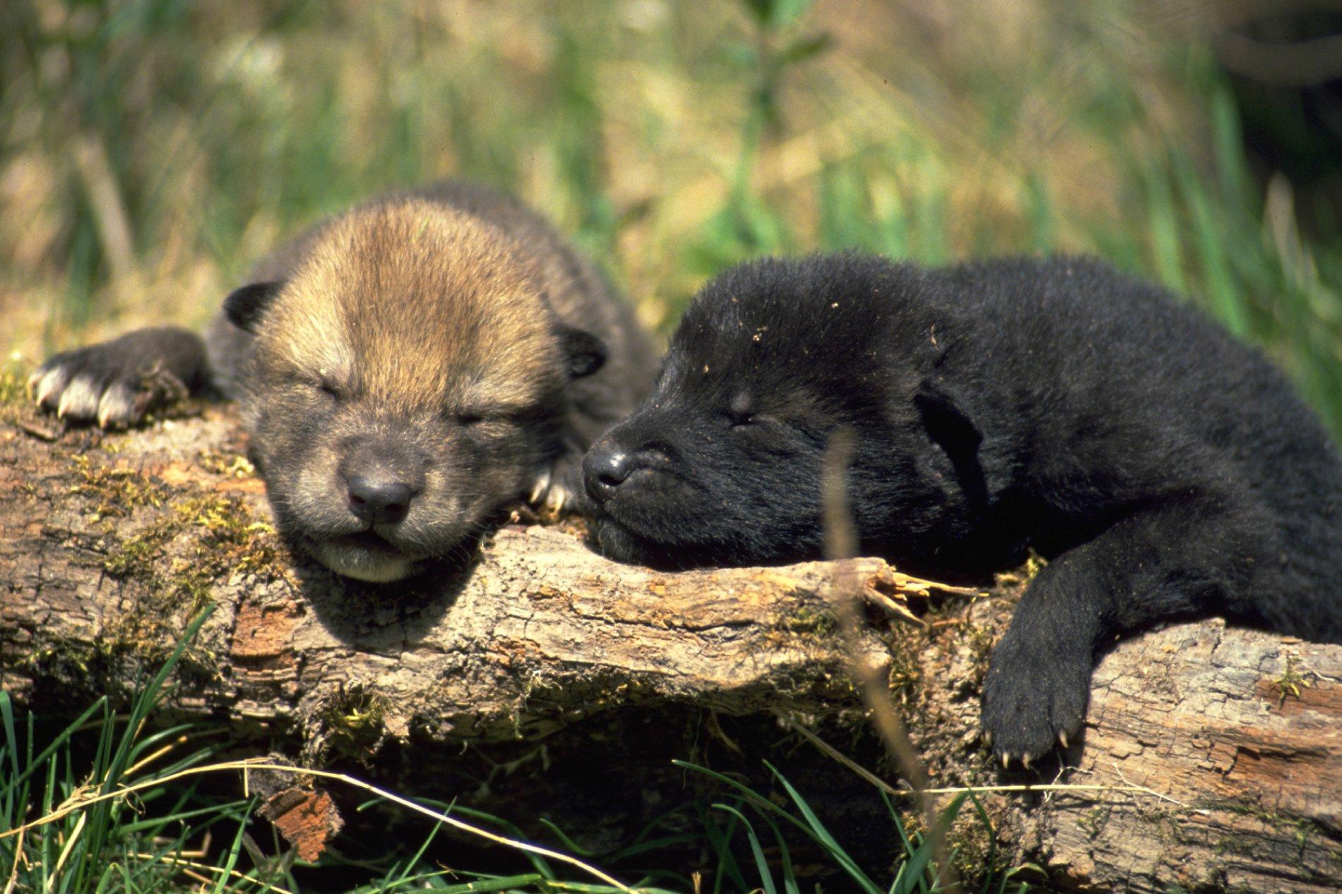 Cute Baby Wolves Wallpapers - Top Free Cute Baby Wolves Backgrounds ...
