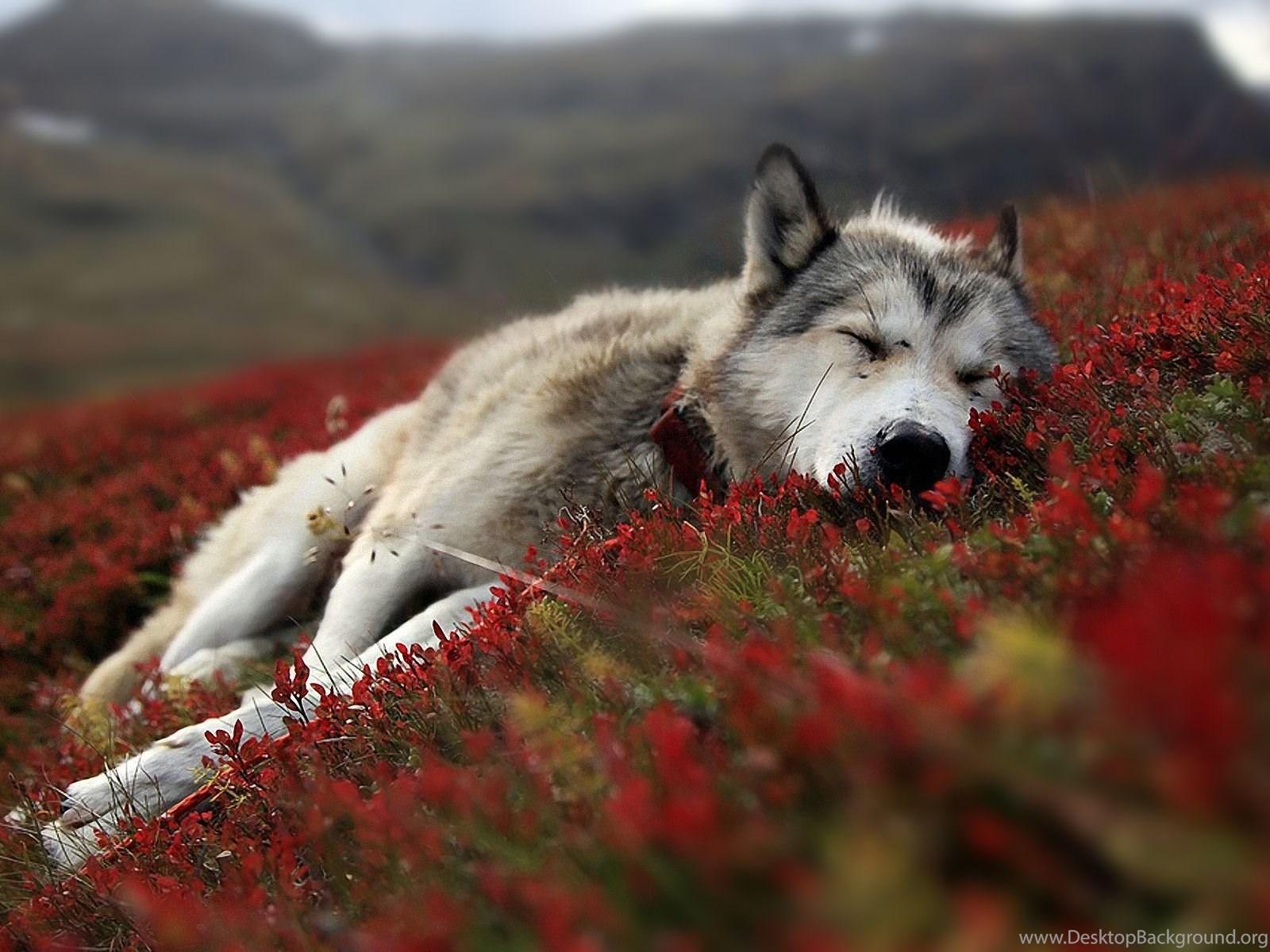 Cute Baby Wolves Wallpapers - Top Free Cute Baby Wolves Backgrounds ...