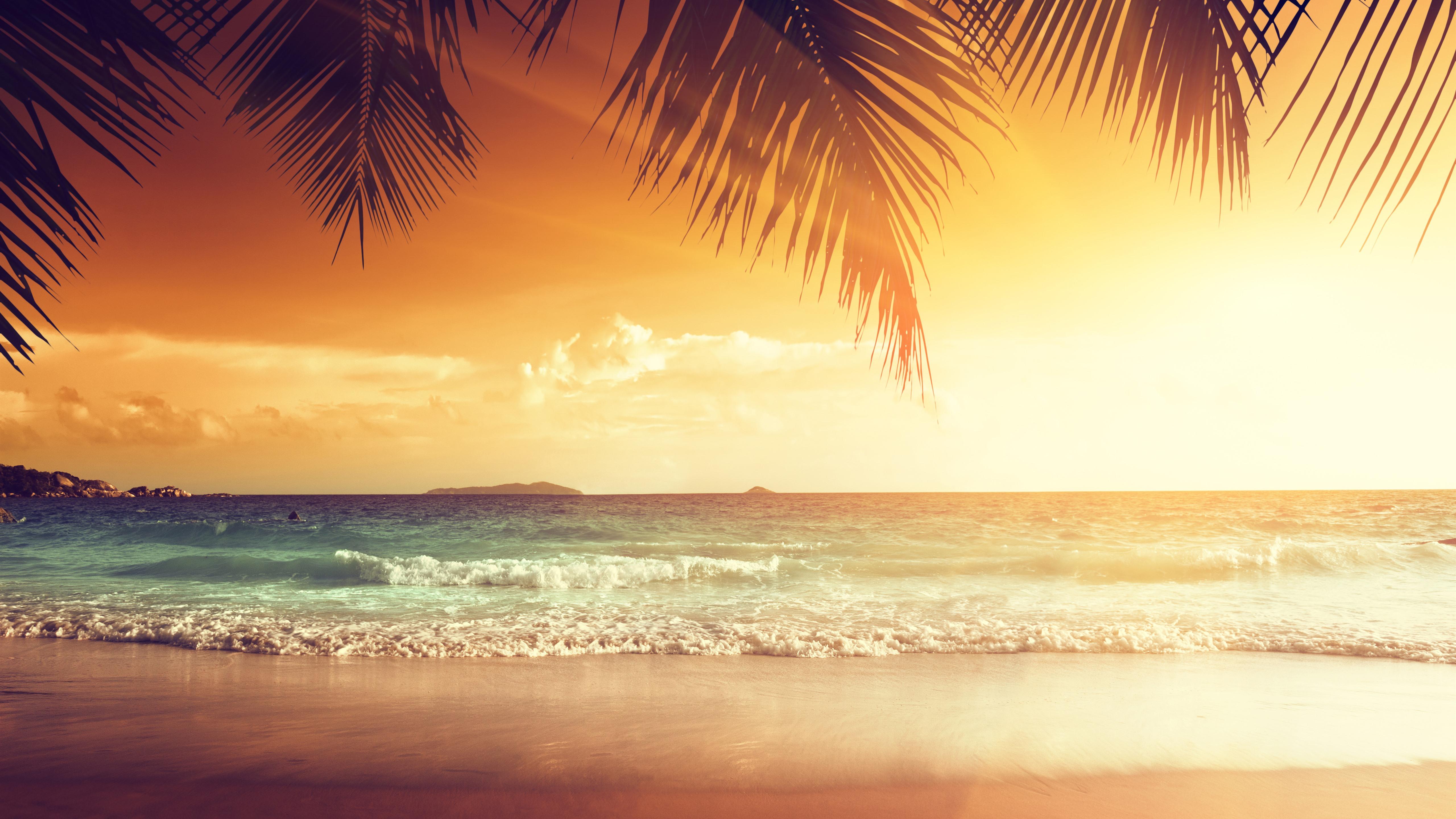 Summer Beach Palm Tree Wallpapers - Top Free Summer Beach Palm Tree ...