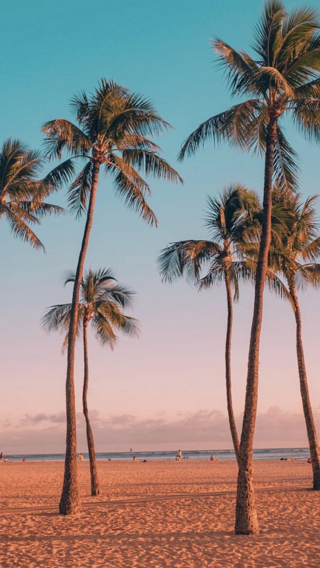 Summer Beach Palm Tree Wallpapers - Top Free Summer Beach Palm Tree ...