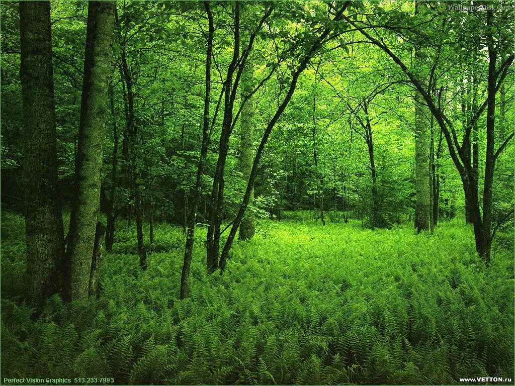 Chinese Forest Wallpapers - Top Free Chinese Forest Backgrounds ...