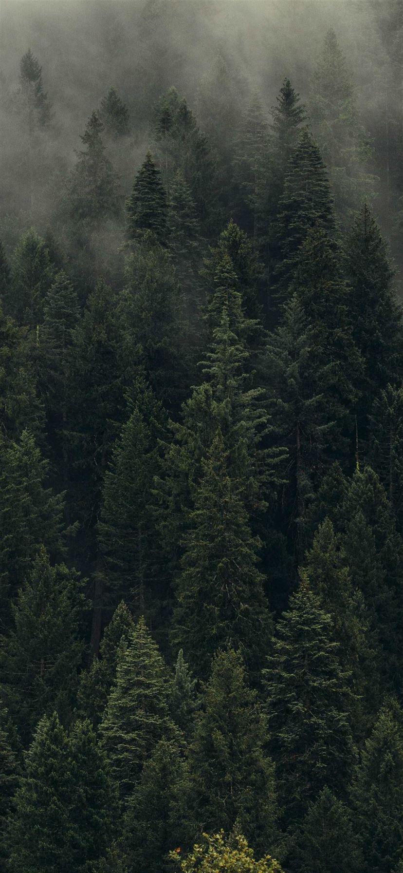 Chinese Forest Wallpapers - Top Free Chinese Forest Backgrounds ...