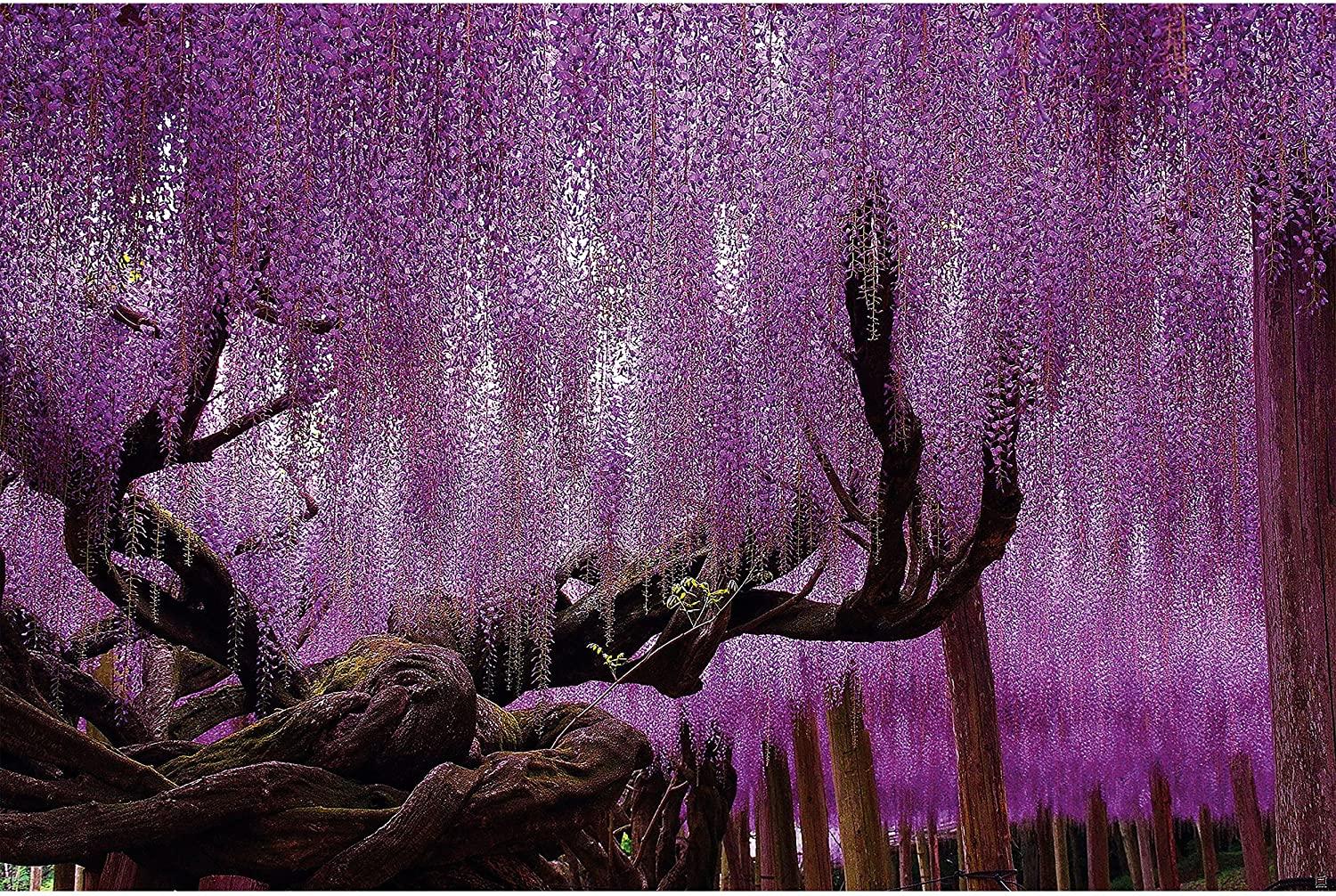 Chinese Forest Wallpapers - Top Free Chinese Forest Backgrounds ...