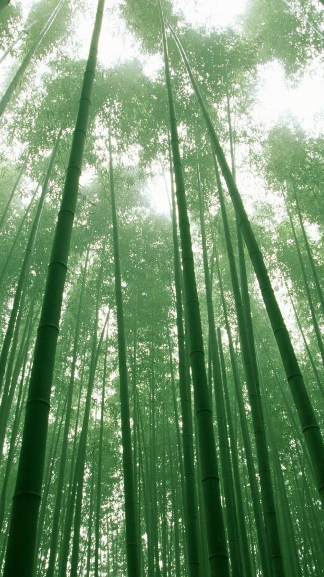 Chinese Forest Wallpapers - Top Free Chinese Forest Backgrounds ...