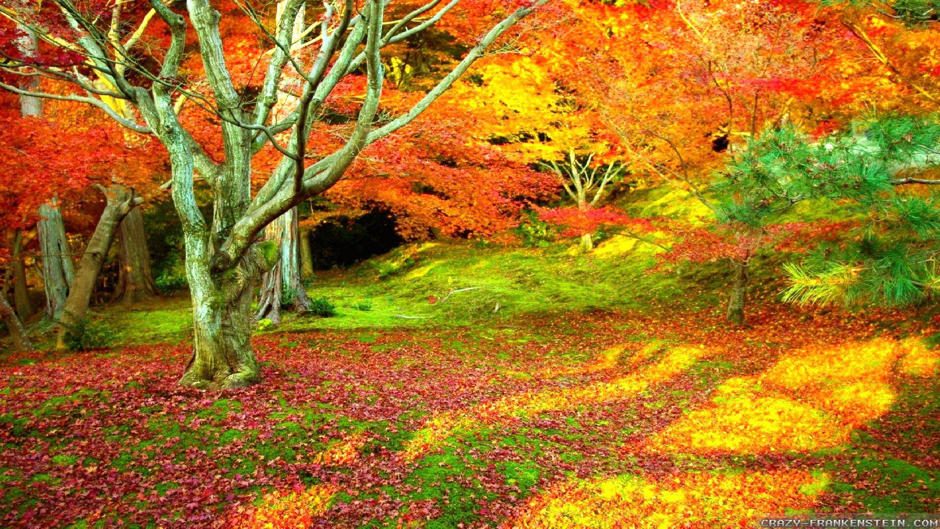 Colorful Scenes Wallpapers - Top Free Colorful Scenes Backgrounds ...