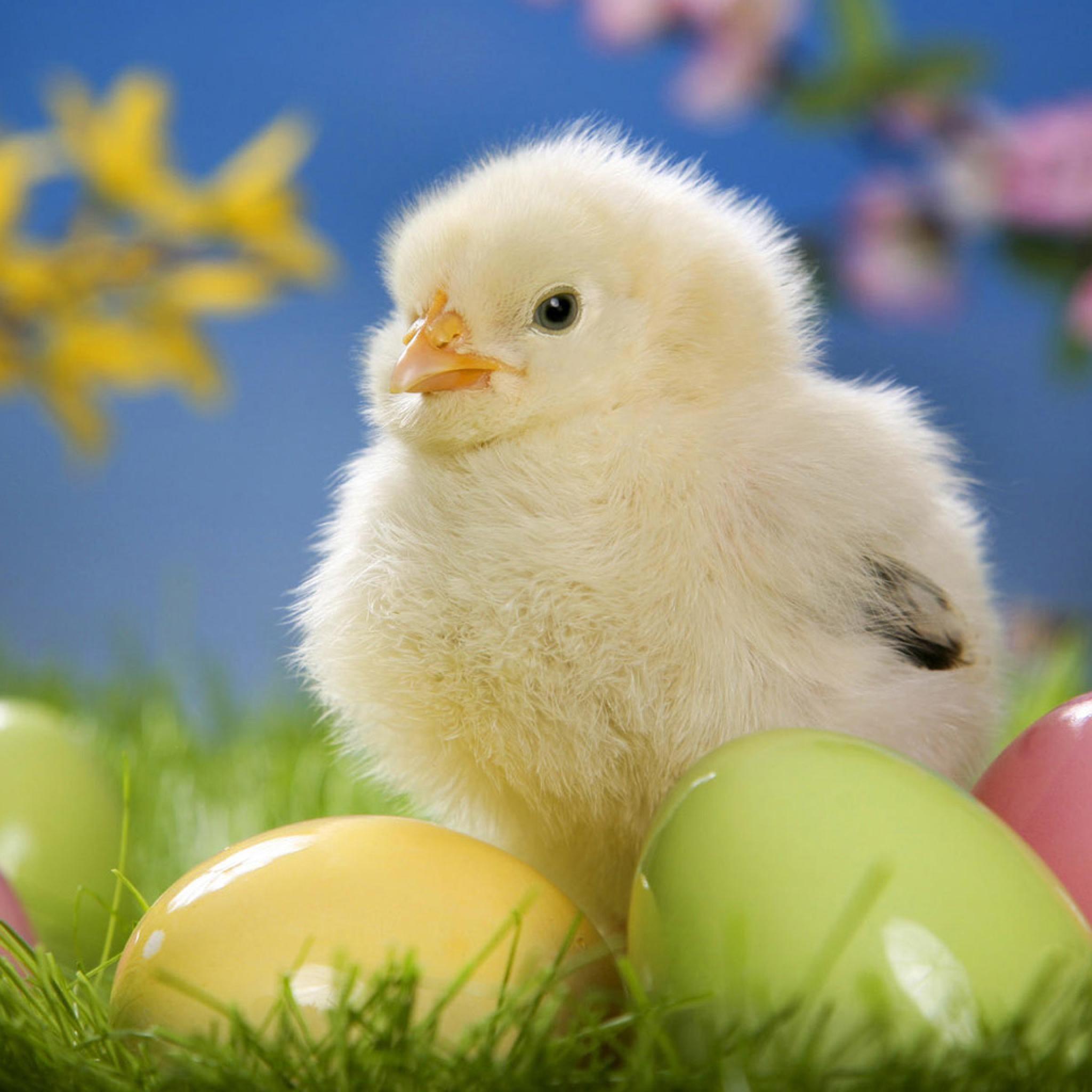 Easter iPad Wallpapers - Top Free Easter iPad Backgrounds - WallpaperAccess
