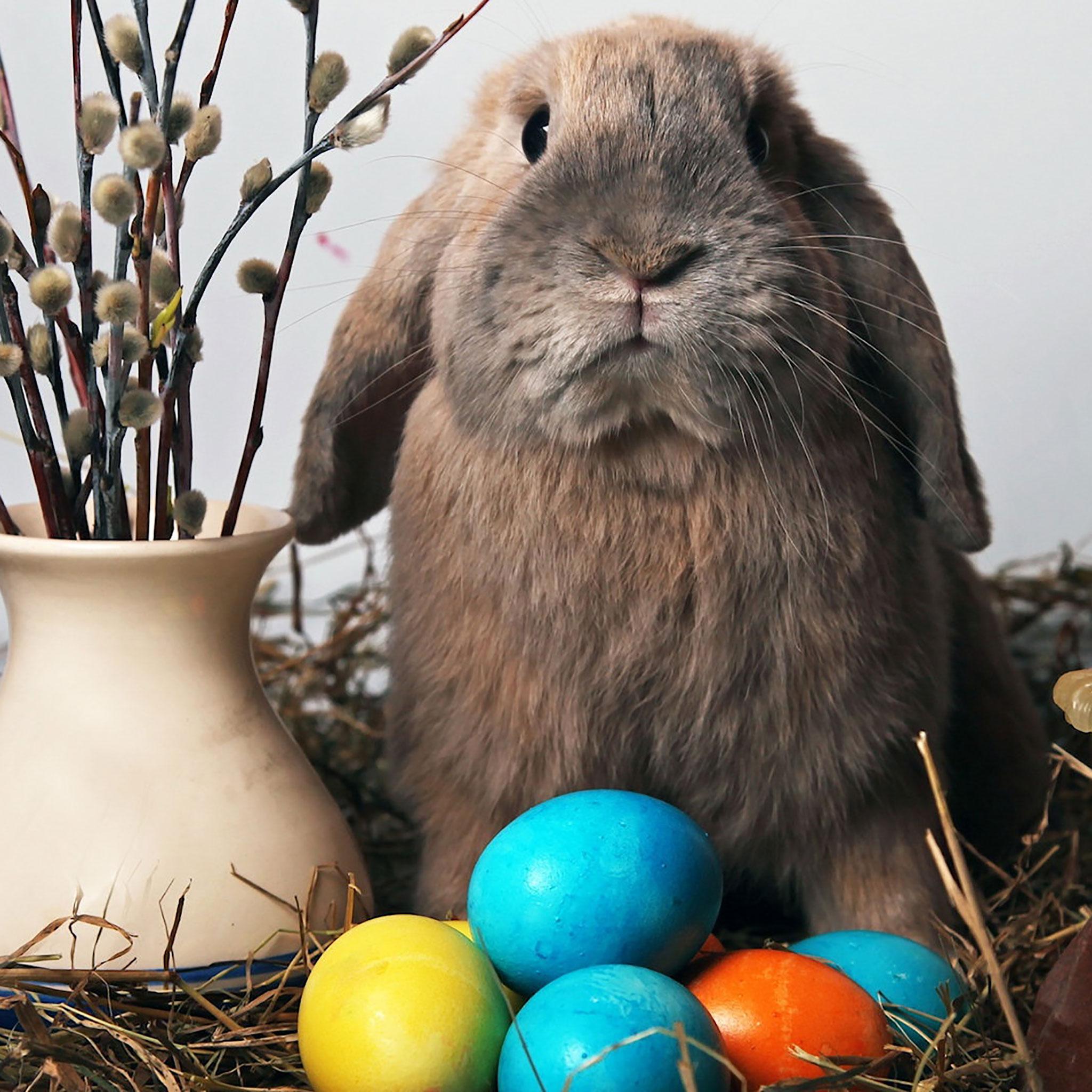 Easter iPad Wallpapers - Top Free Easter iPad Backgrounds - WallpaperAccess