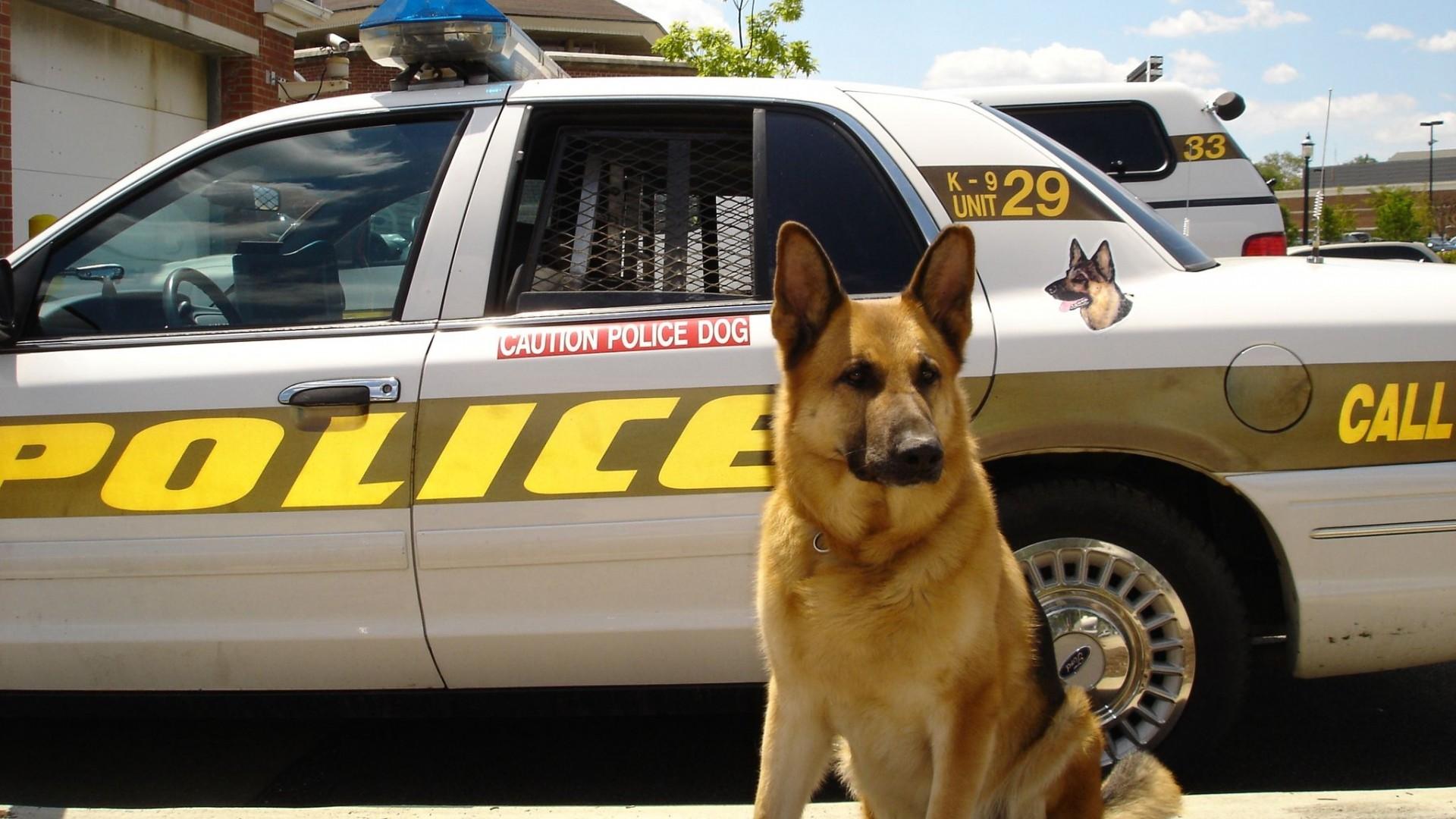 Police Dog Wallpapers - Top Free Police Dog Backgrounds - WallpaperAccess