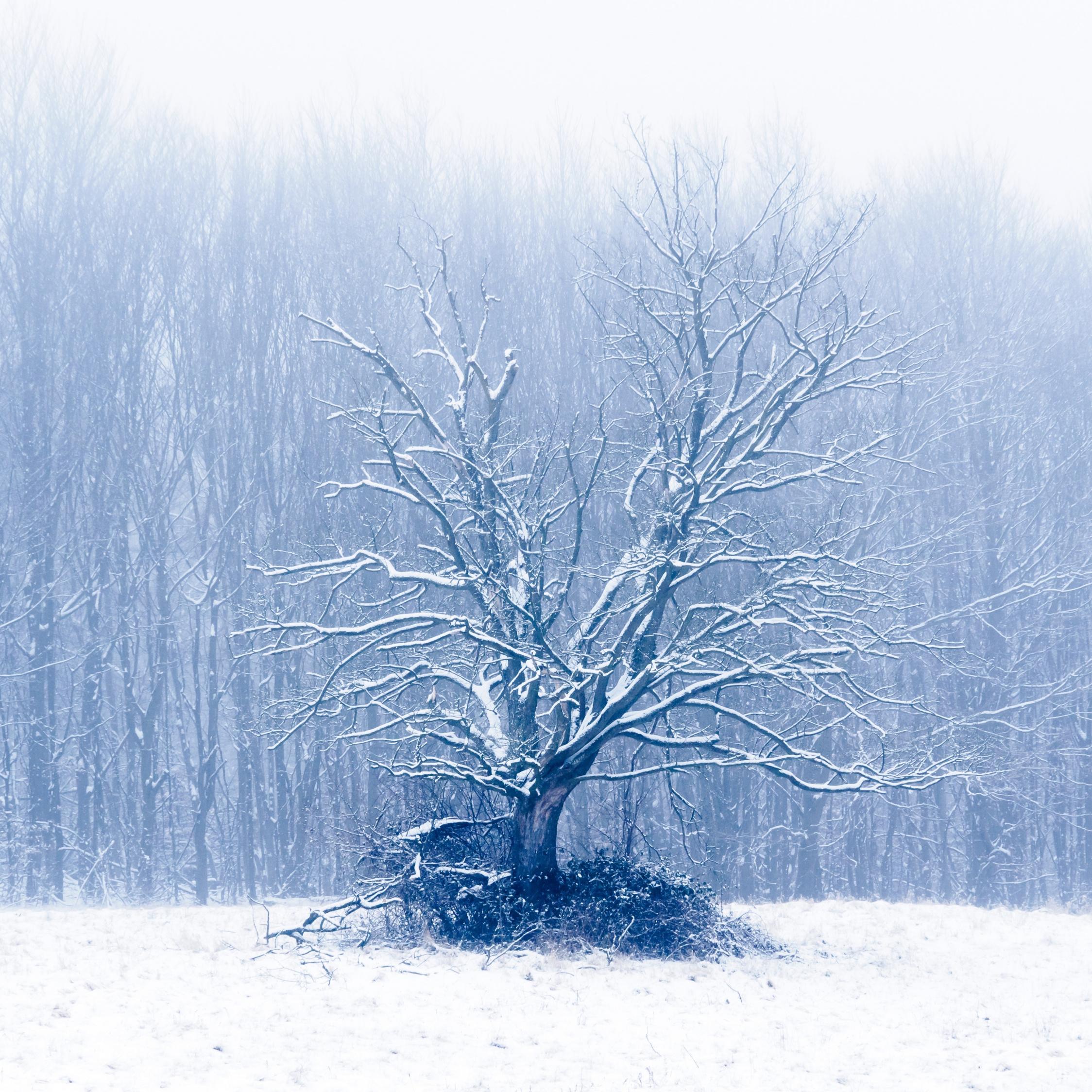 Winter iPad Air Wallpapers - Top Free Winter iPad Air Backgrounds ...