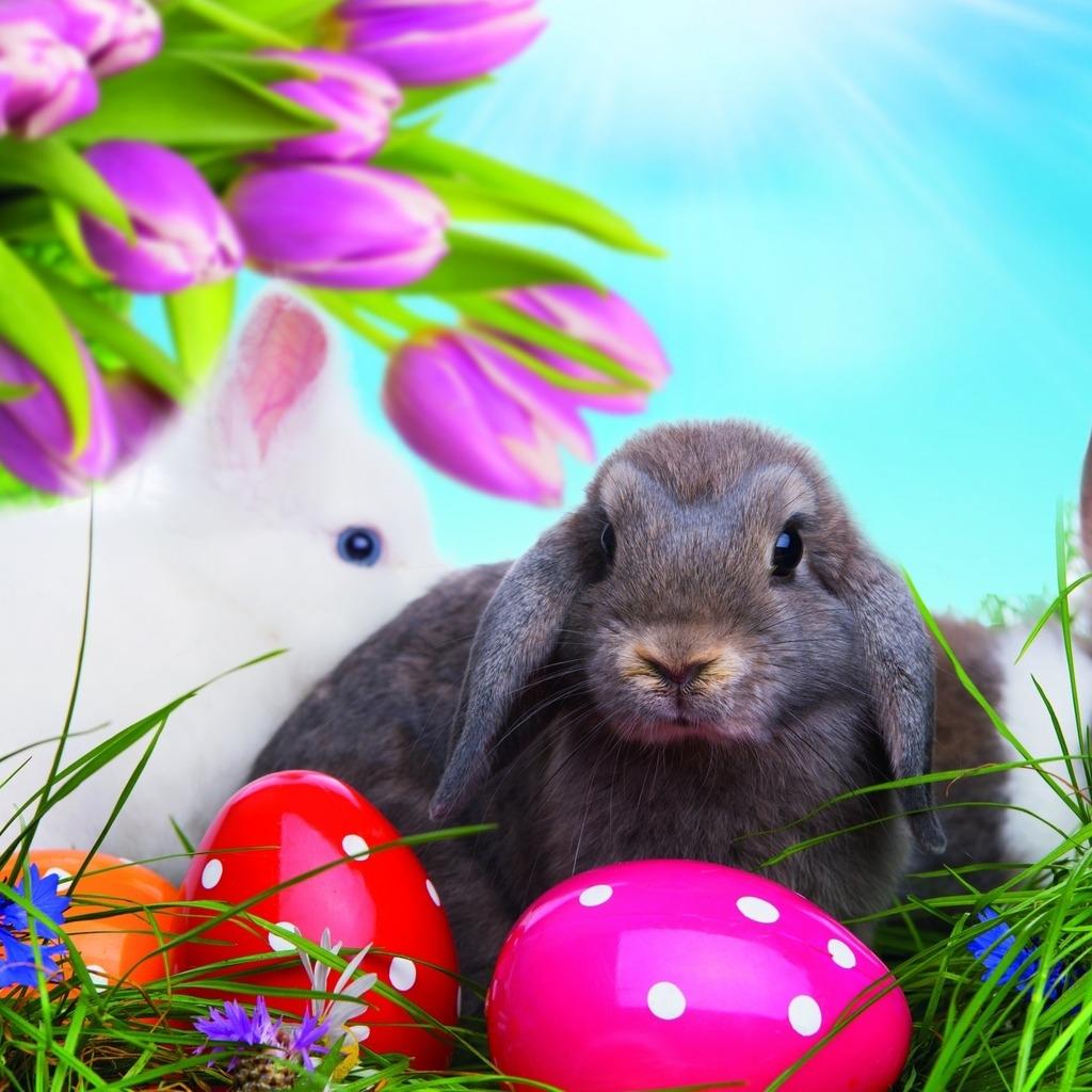 Easter iPad Wallpapers - Top Free Easter iPad Backgrounds - WallpaperAccess
