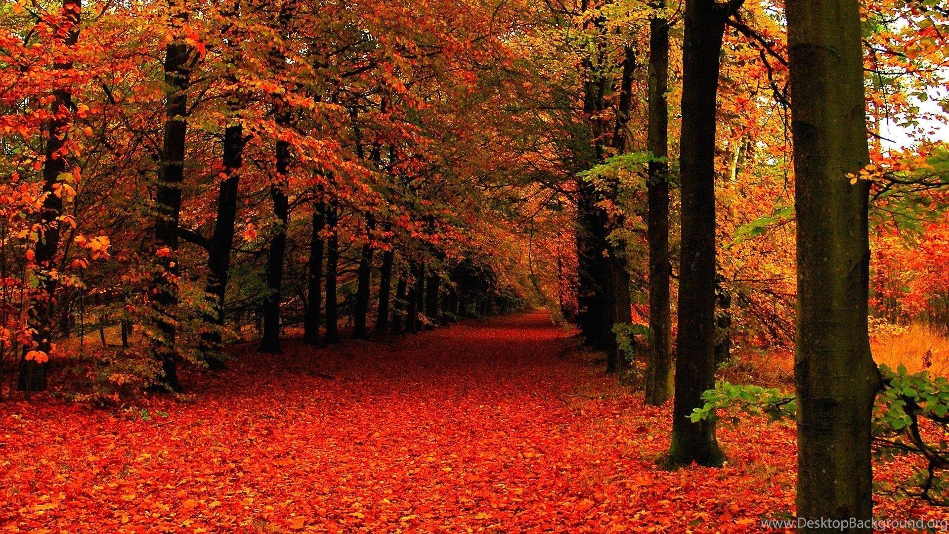Autumn HD Wallpapers - Top Free Autumn HD Backgrounds - WallpaperAccess