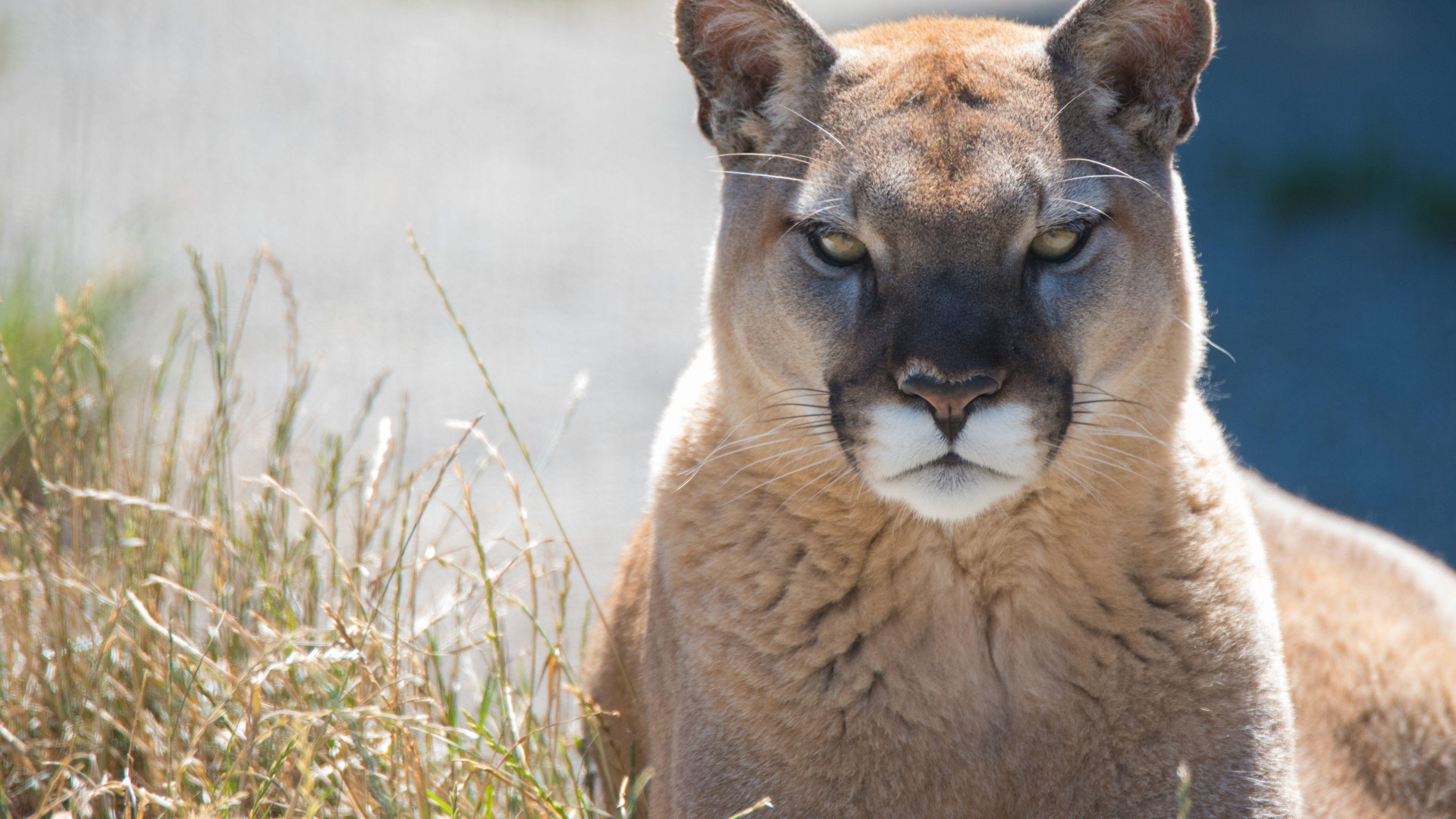 Howling Lion 4K Wallpapers - Top Free Howling Lion 4K Backgrounds ...