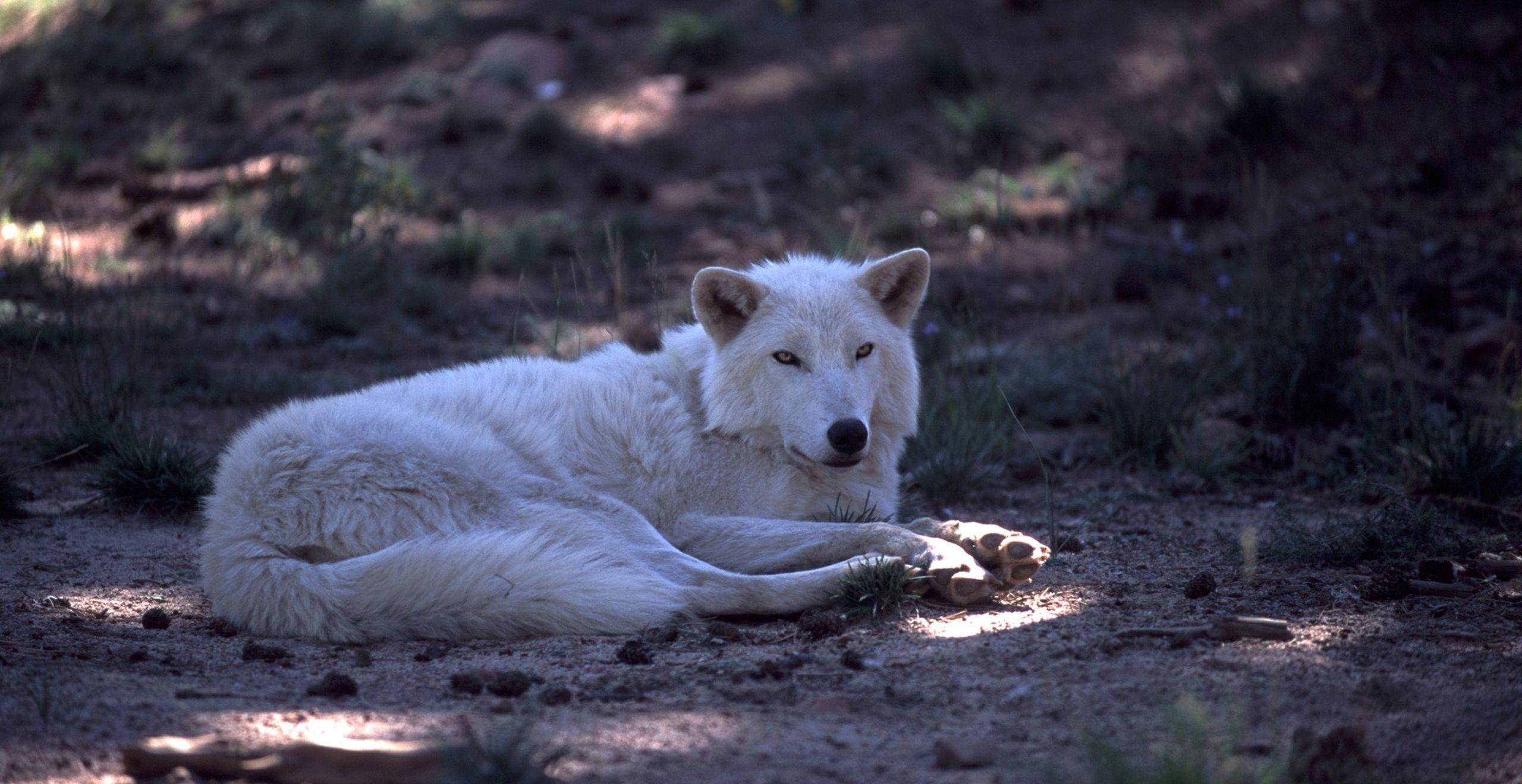 Howling Lion 4K Wallpapers - Top Free Howling Lion 4K Backgrounds ...