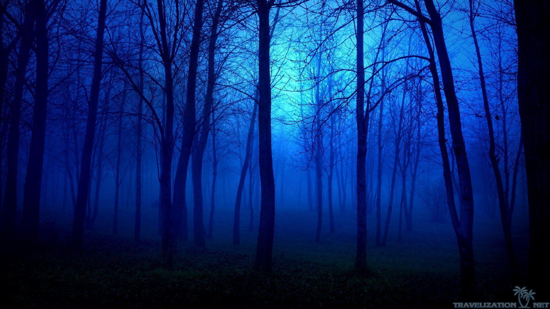 Blue Forest 4K Wallpapers - Top Free Blue Forest 4K Backgrounds ...