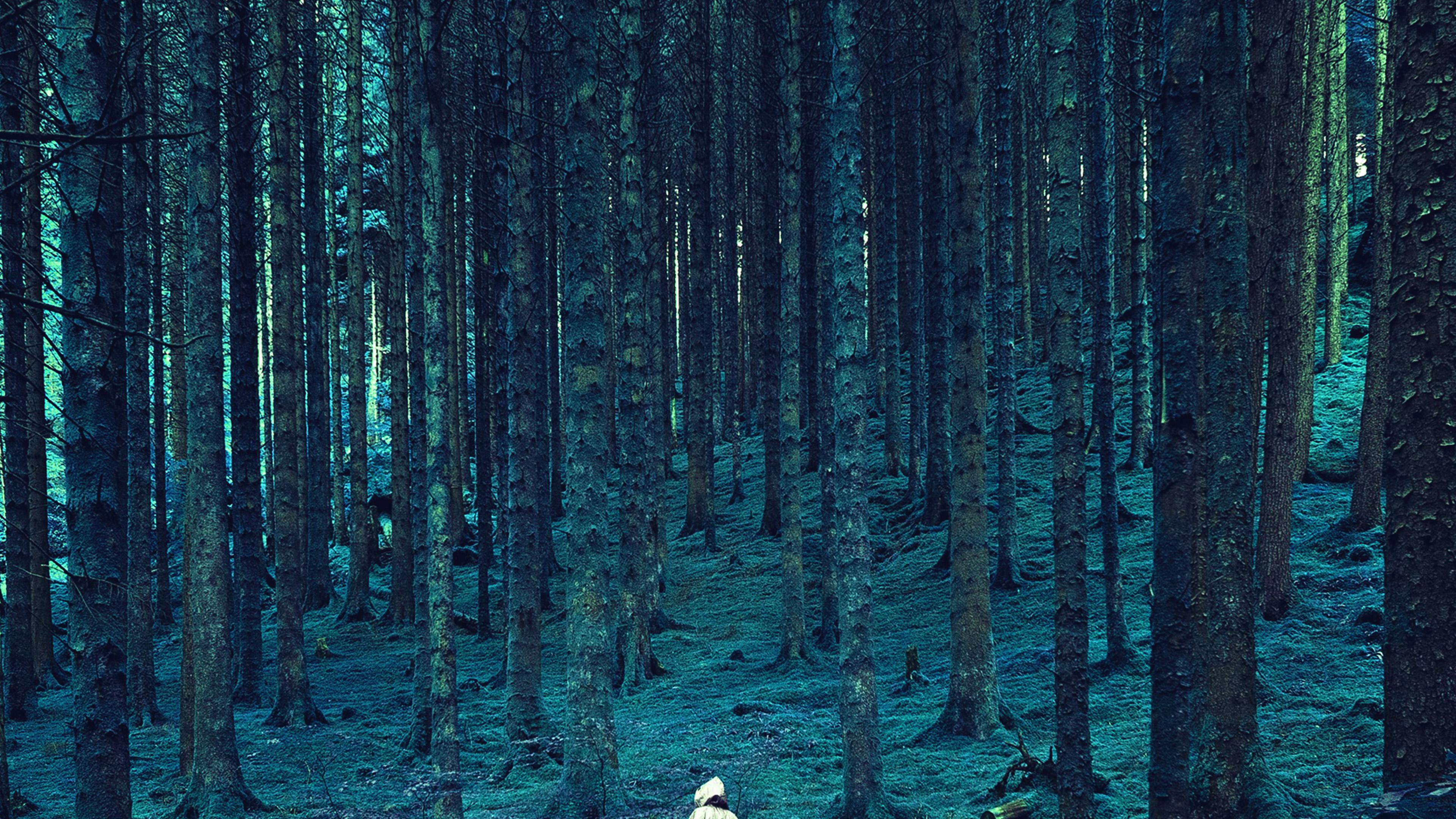 Blue Forest 4K Wallpapers - Top Free Blue Forest 4K Backgrounds ...