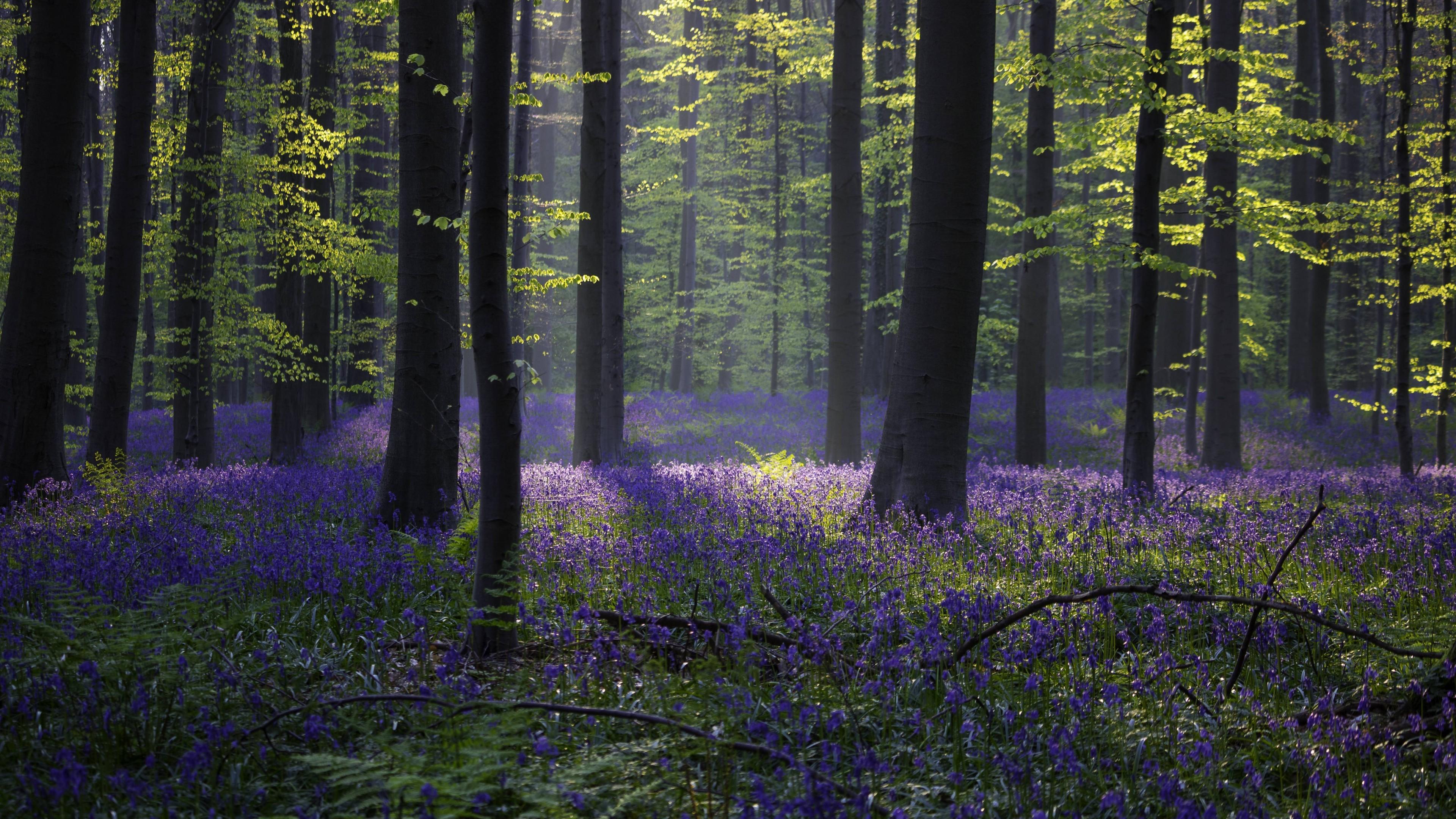 Blue Forest 4K Wallpapers - Top Free Blue Forest 4K Backgrounds ...