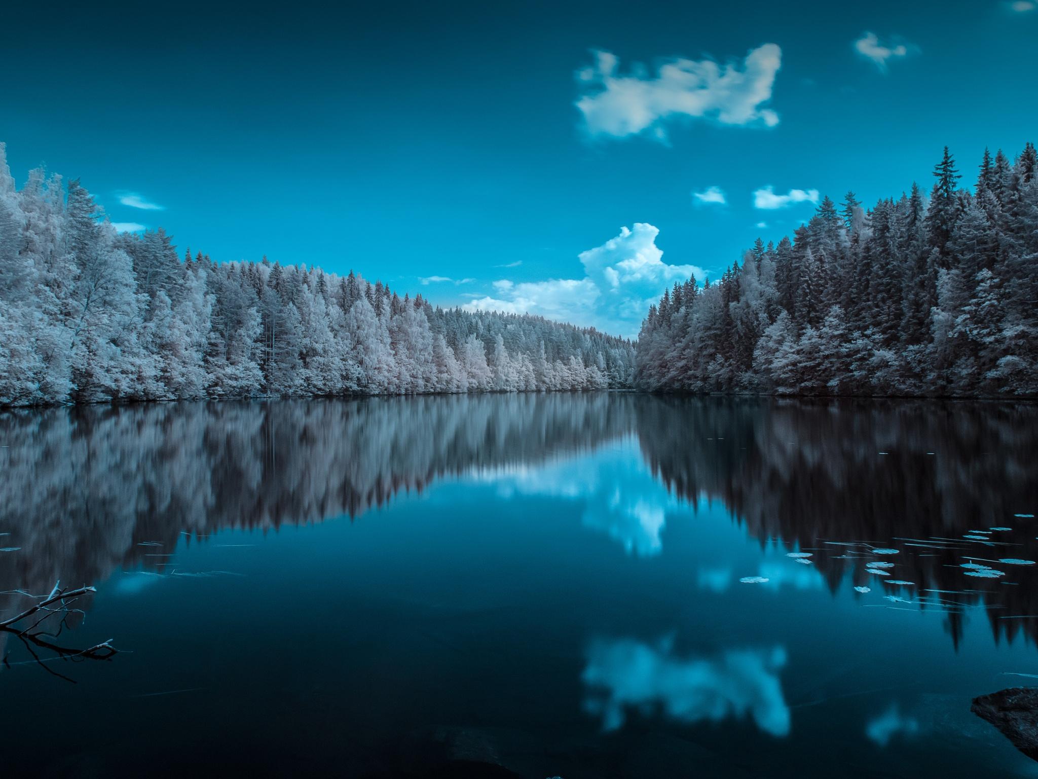 Blue Forest 4K Wallpapers - Top Free Blue Forest 4K Backgrounds ...