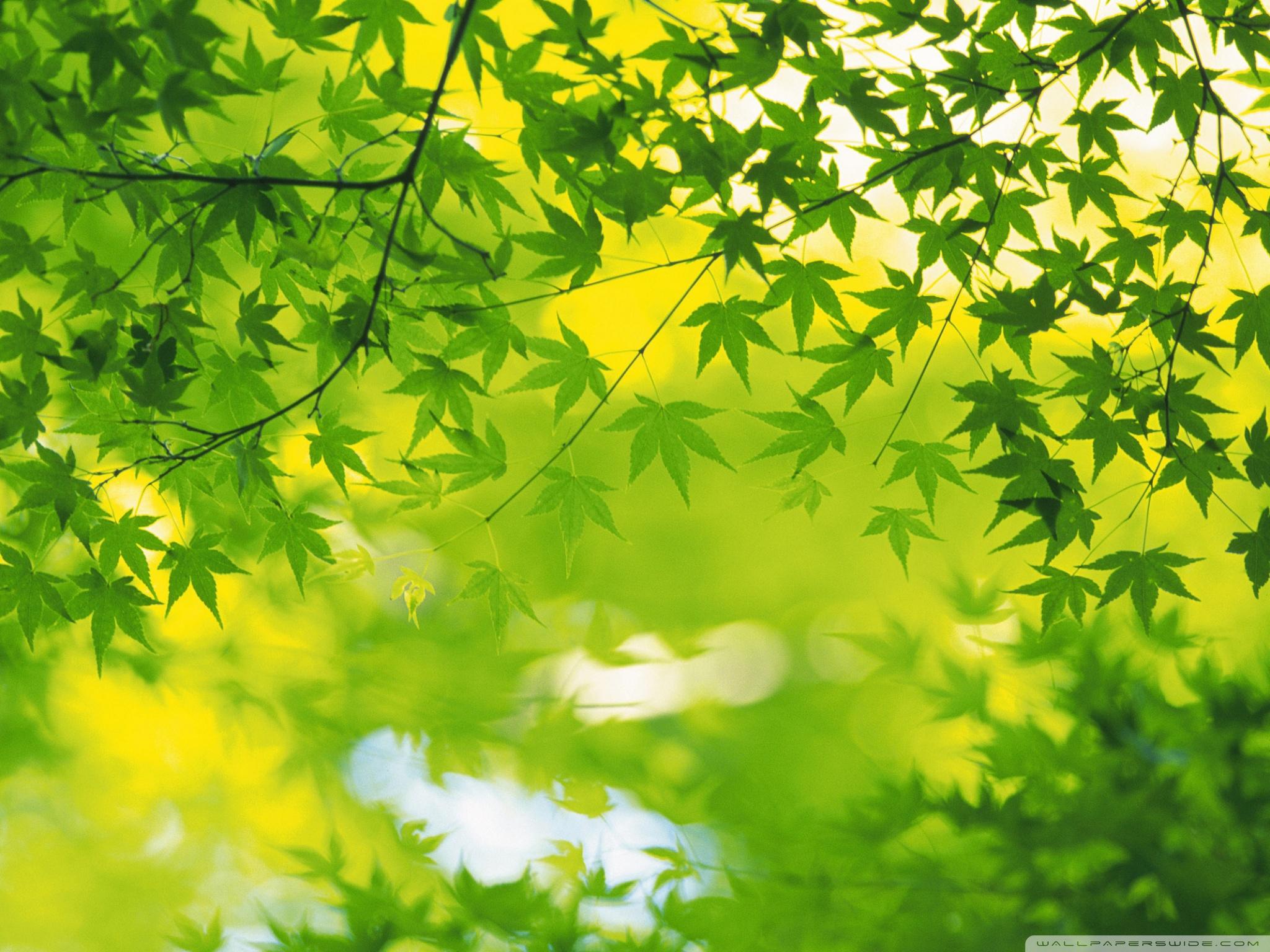 Branch Wallpapers - Top Free Branch Backgrounds - WallpaperAccess
