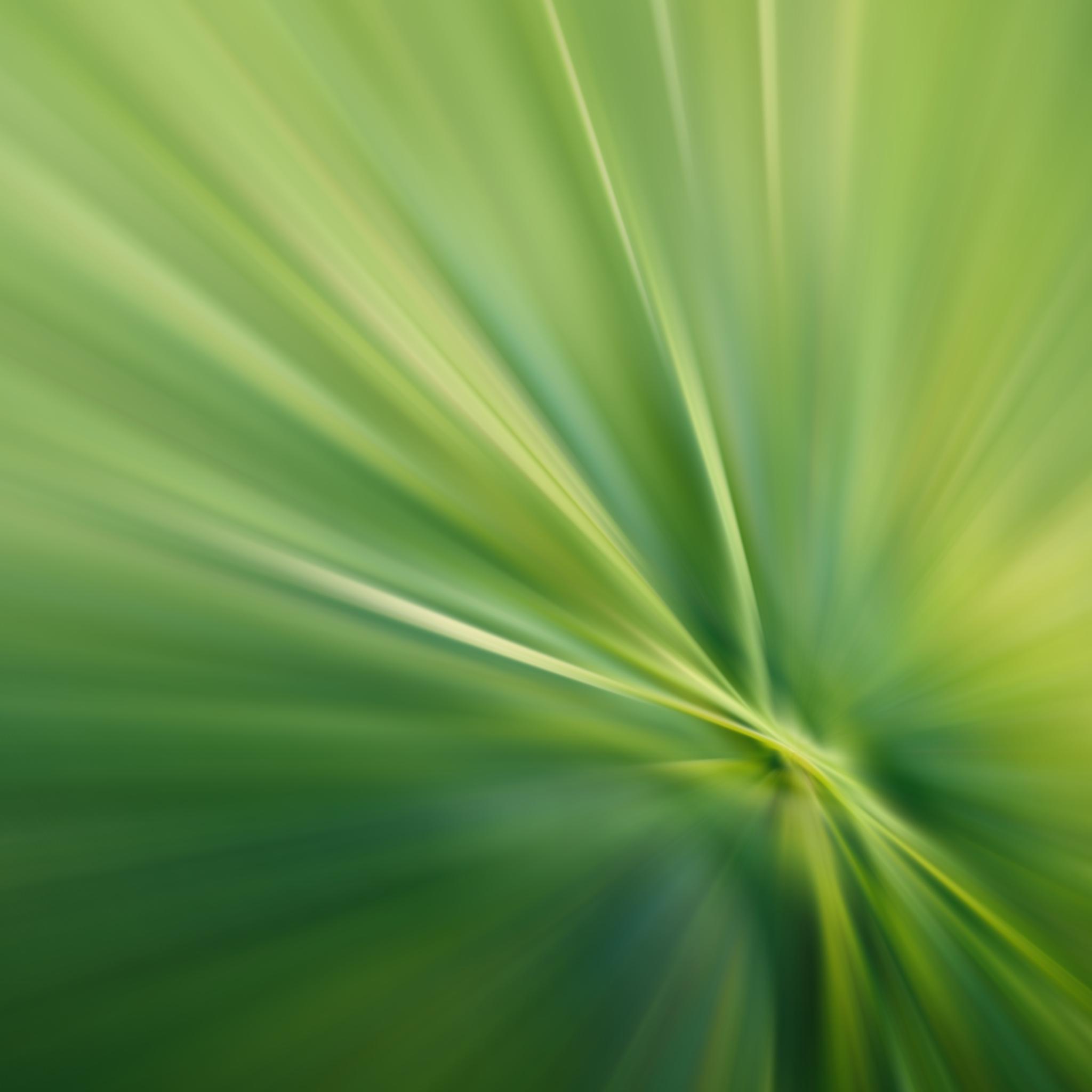 Blurred Grass Wallpapers - Top Free Blurred Grass Backgrounds ...