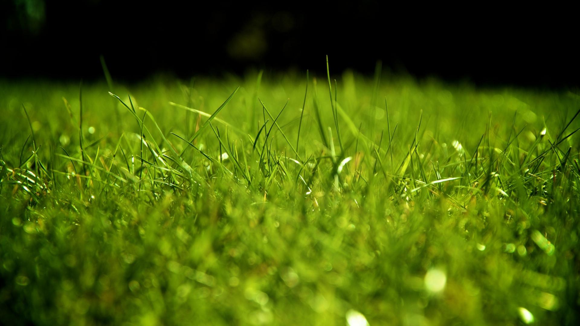 Blurred Grass Wallpapers - Top Free Blurred Grass Backgrounds ...