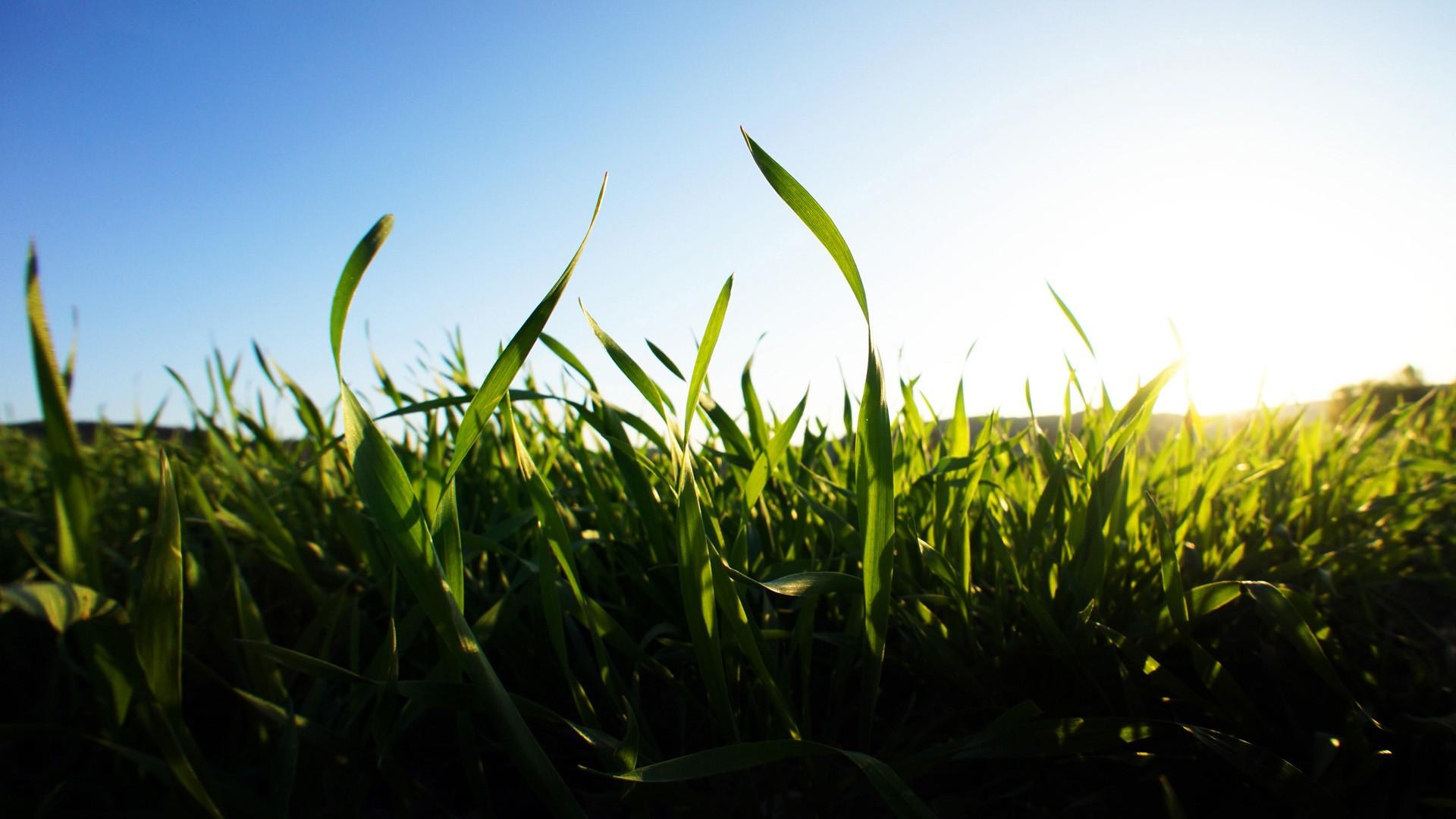 Blurred Grass Wallpapers - Top Free Blurred Grass Backgrounds ...