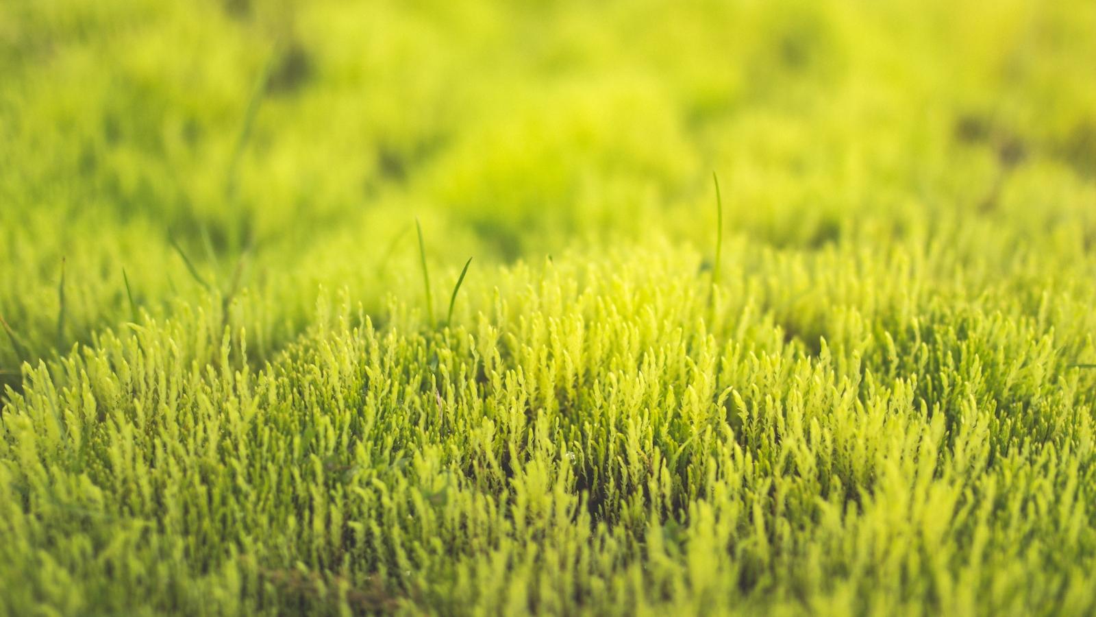 Blurred Grass Wallpapers - Top Free Blurred Grass Backgrounds ...