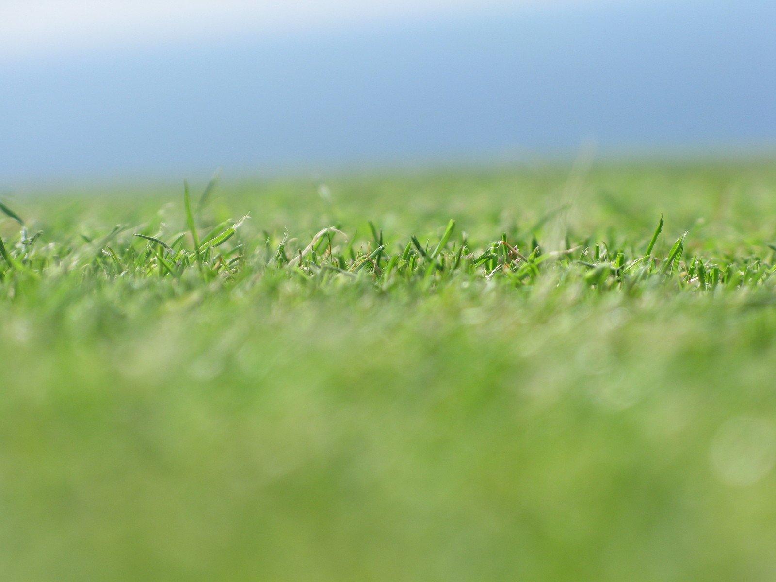 Blurred Grass Wallpapers - Top Free Blurred Grass Backgrounds ...