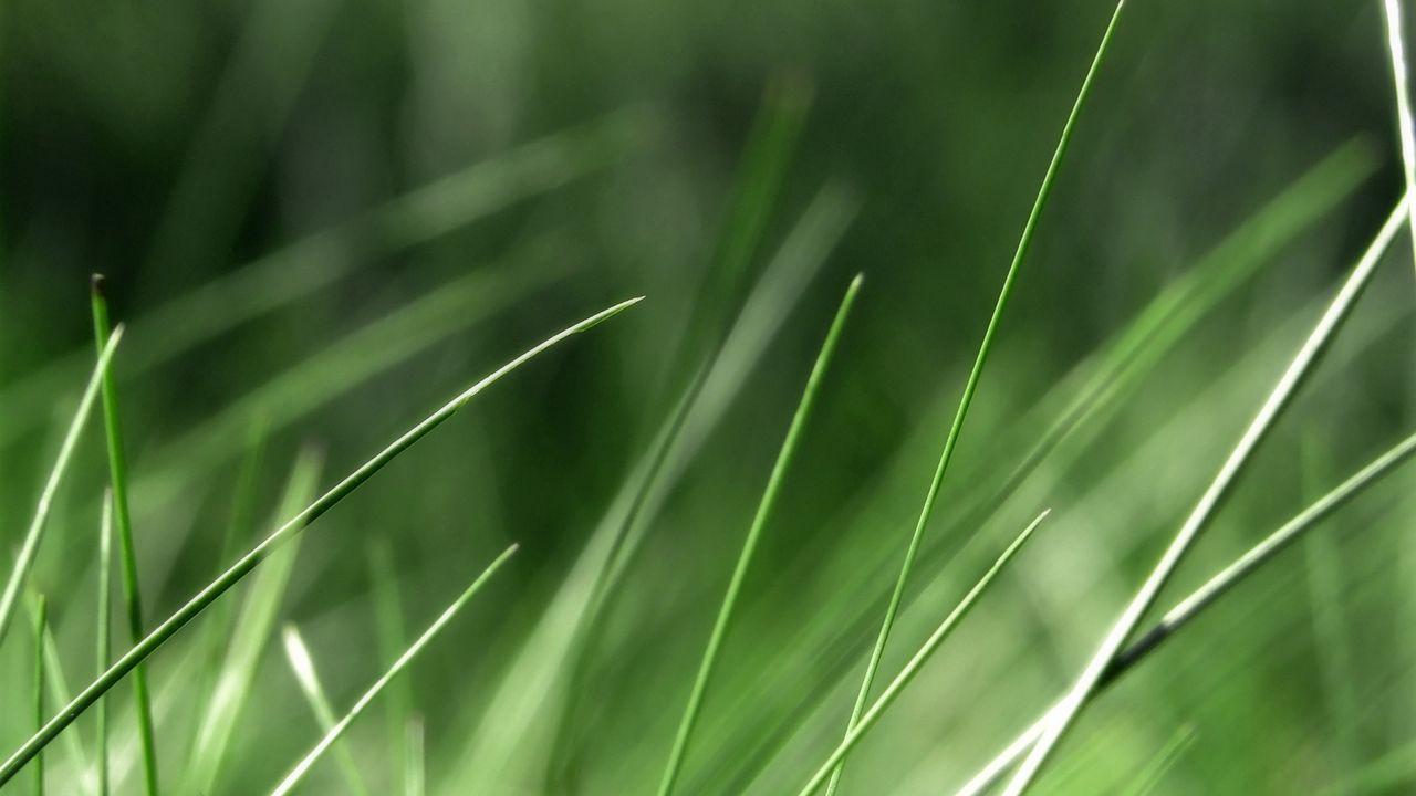 Blurred Grass Wallpapers - Top Free Blurred Grass Backgrounds ...