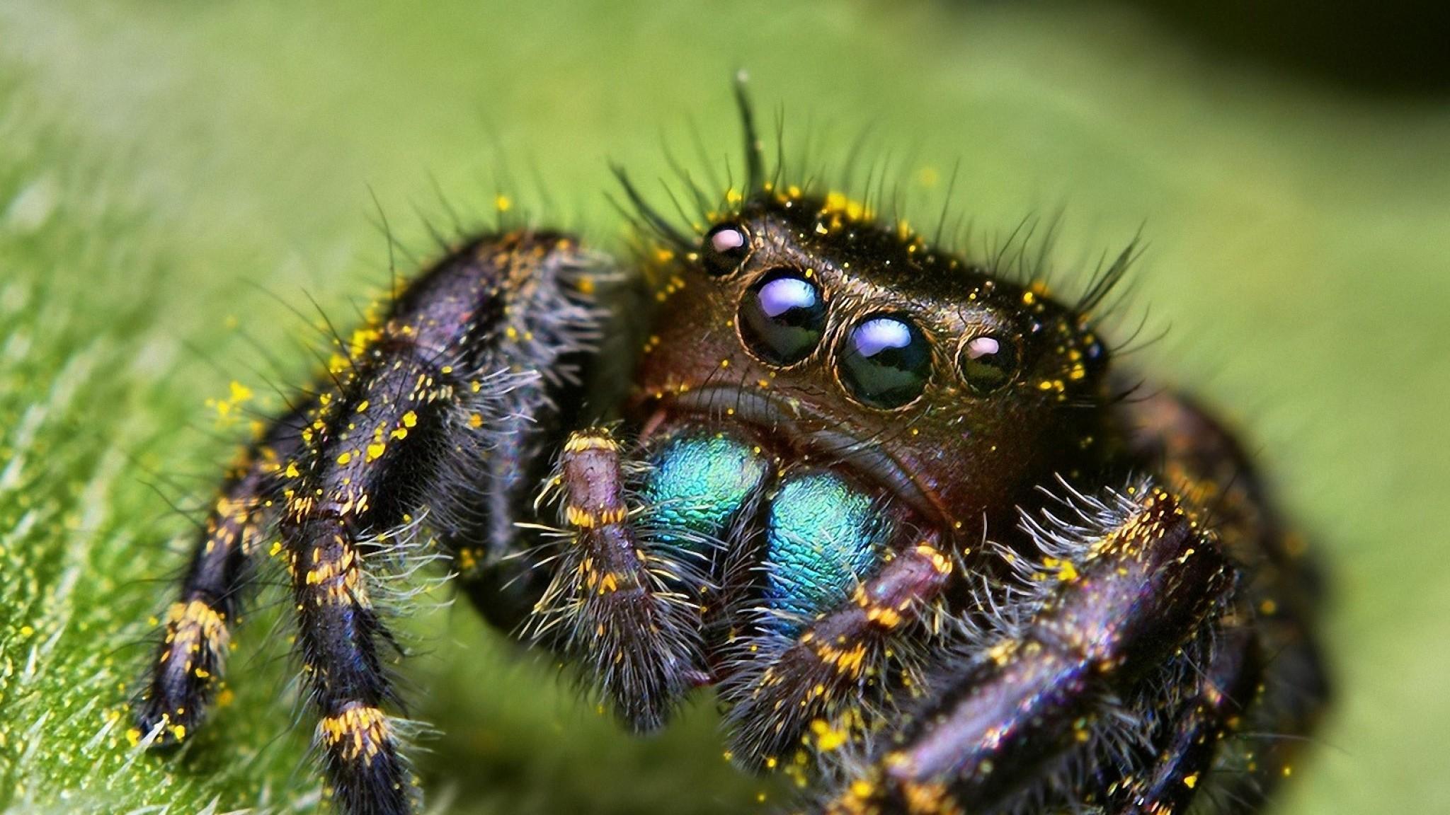 Scary Spiderman Wallpapers - Top Free Scary Spiderman Backgrounds ...