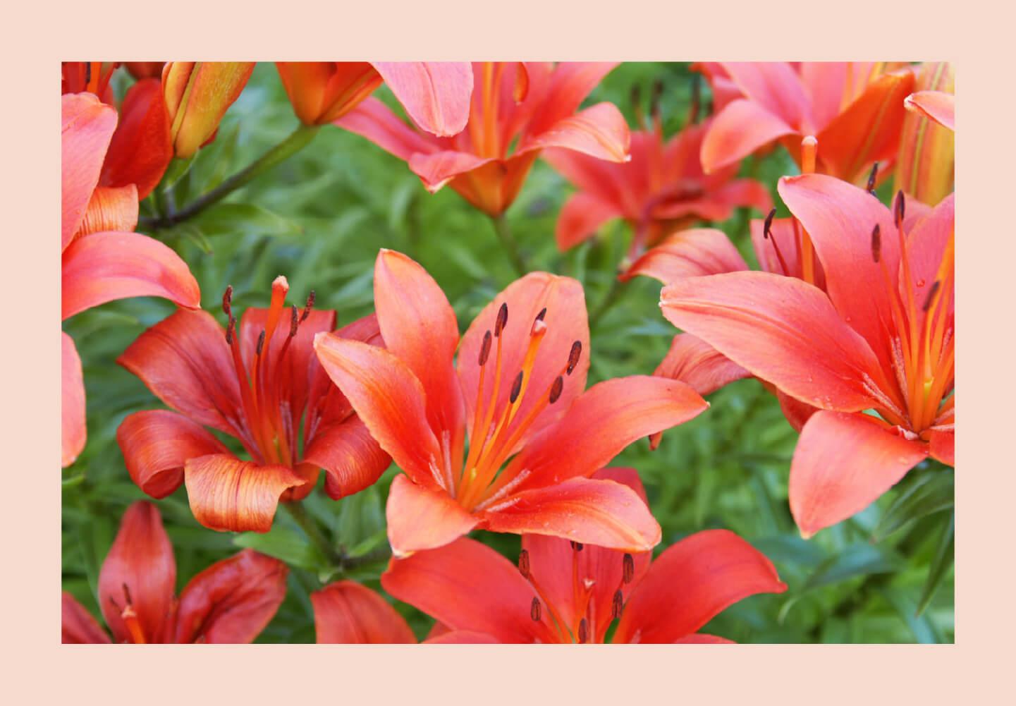 1960s Flower Wallpapers - Top Free 1960s Flower Backgrounds ...