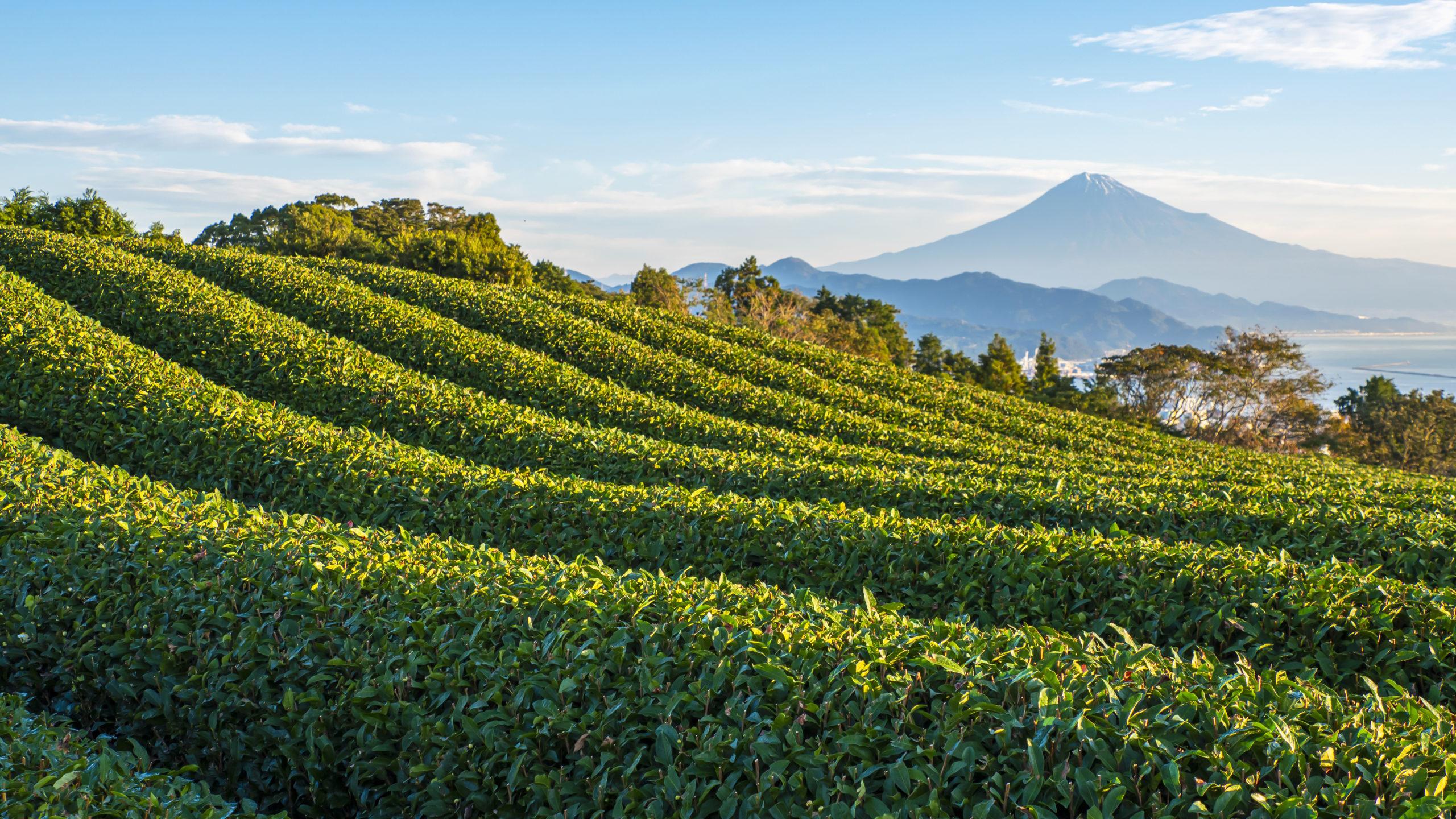 Shizuoka Wallpapers - Top Free Shizuoka Backgrounds - WallpaperAccess