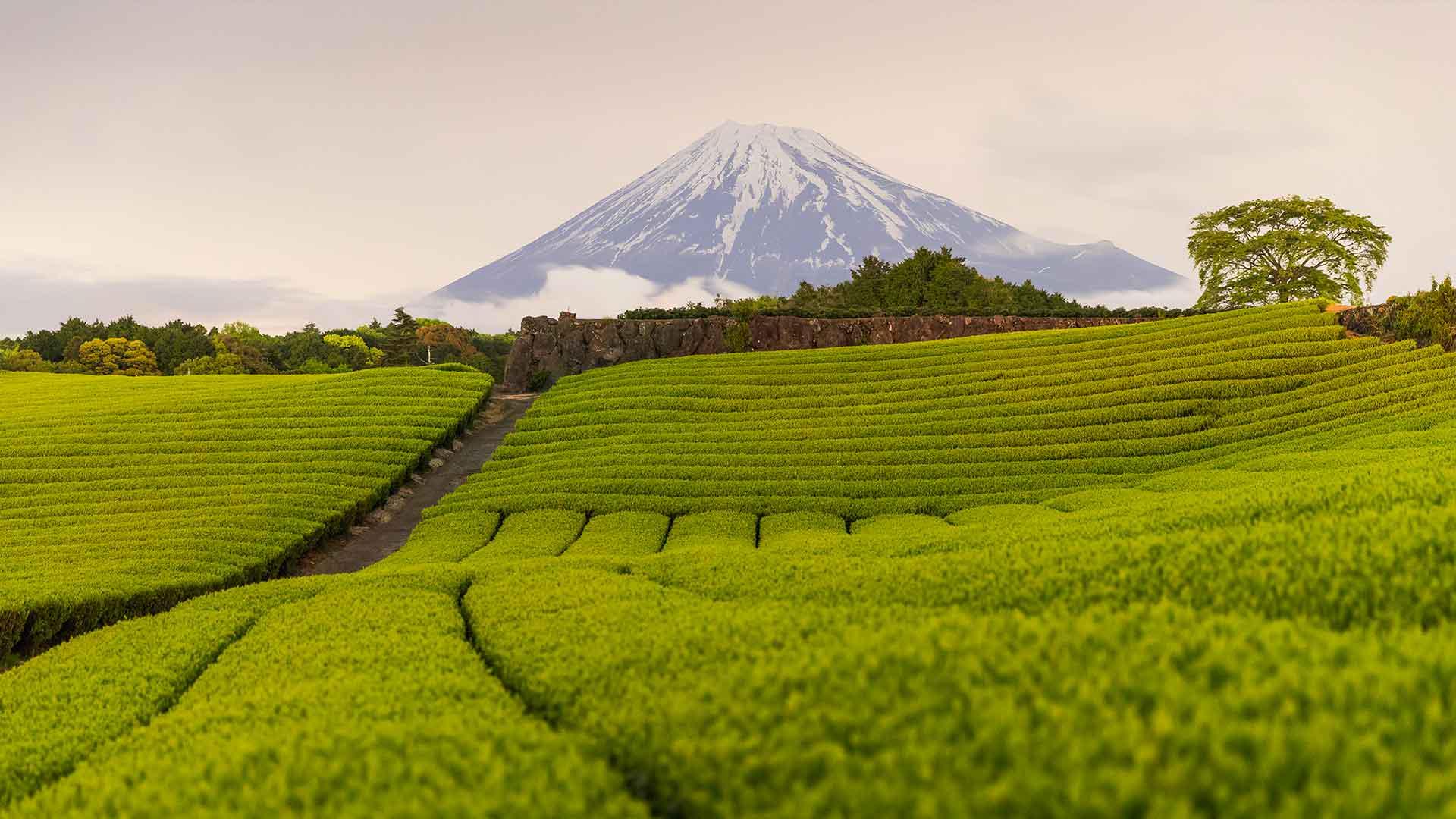 Shizuoka Wallpapers - Top Free Shizuoka Backgrounds - WallpaperAccess