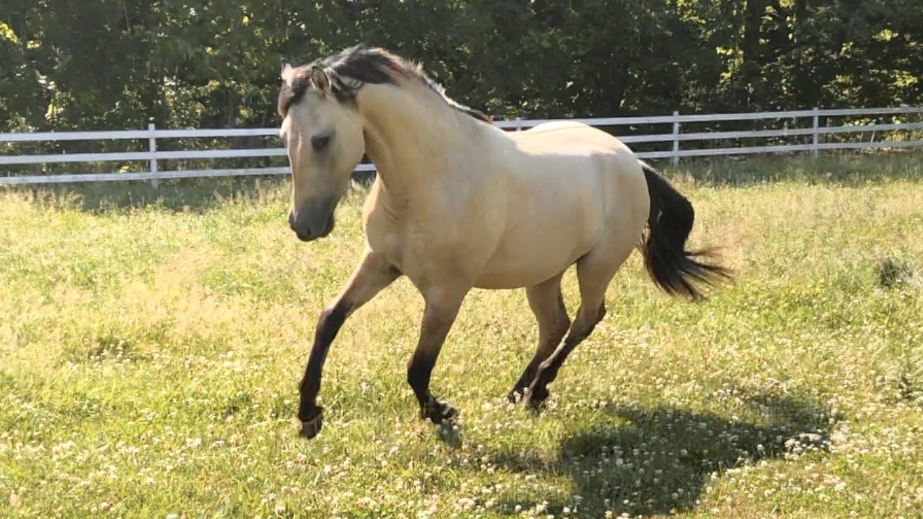 Buckskin Horse Wallpapers - Top Free Buckskin Horse Backgrounds ...