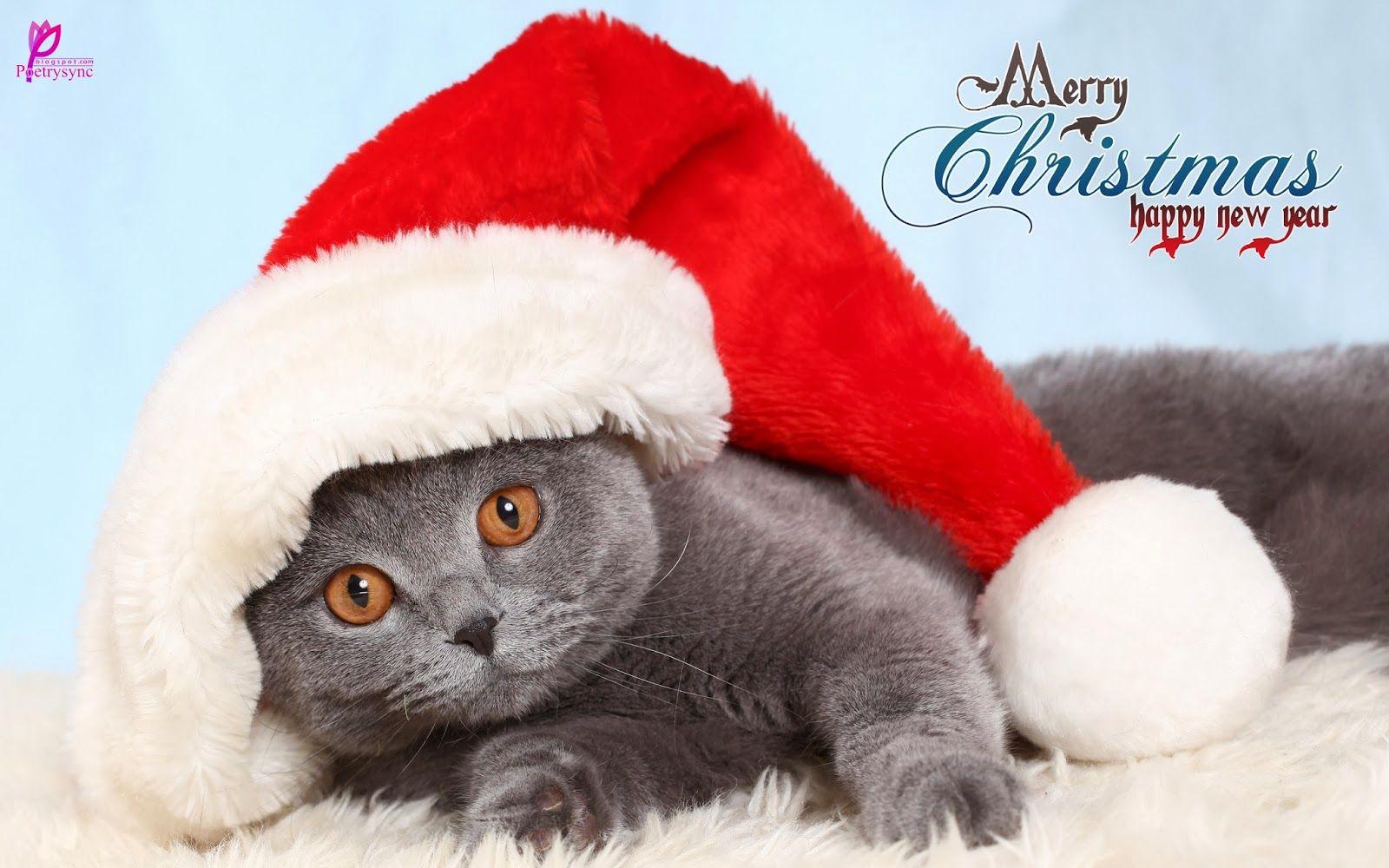 Cute Christmas Cat Wallpapers - Top Free Cute Christmas Cat Backgrounds ...