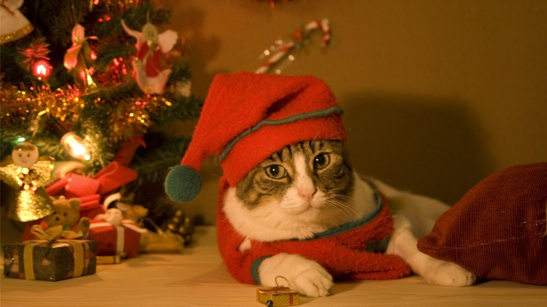 Cute Christmas Cat Wallpapers - Top Free Cute Christmas Cat Backgrounds ...