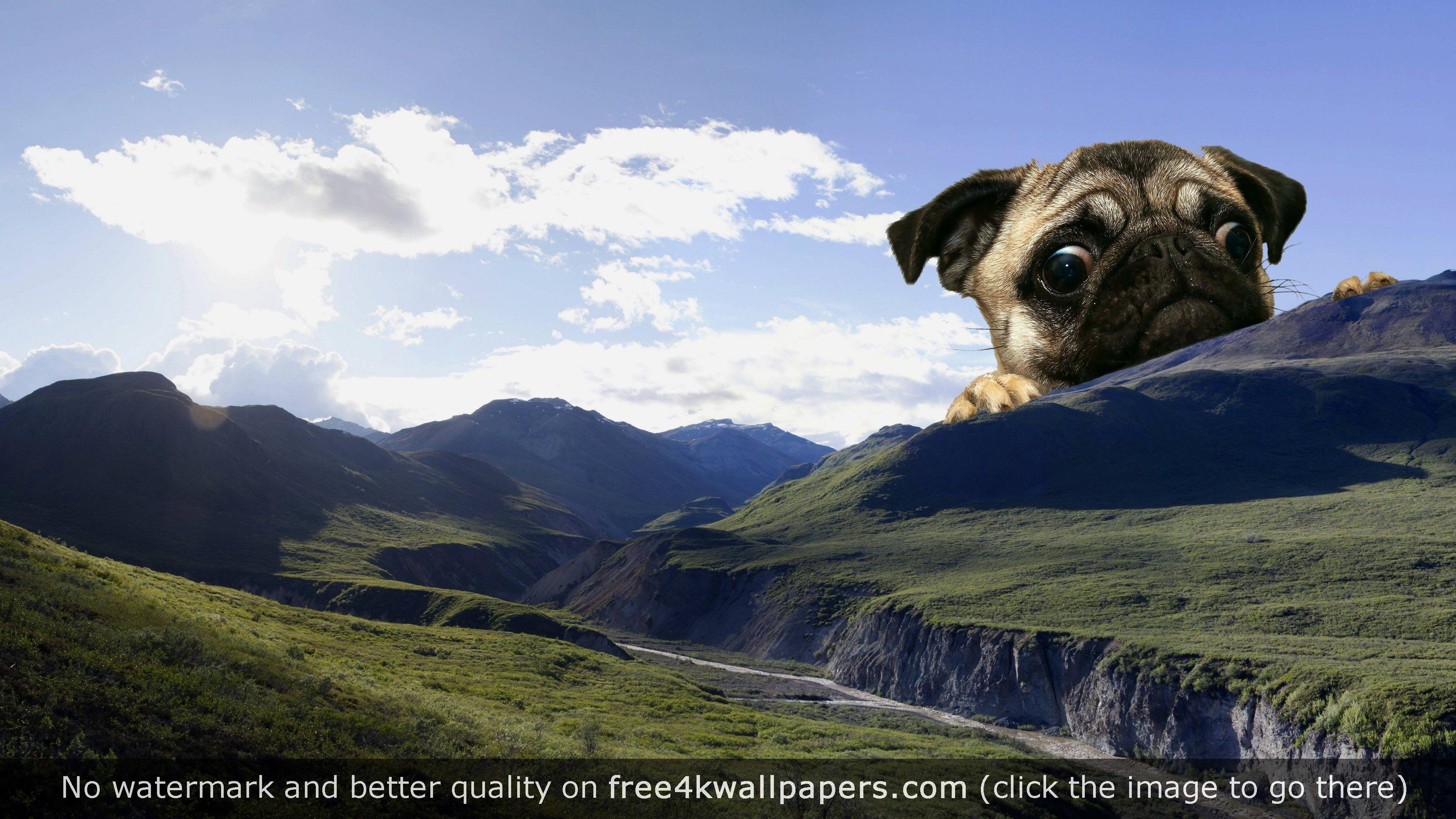 Space Pug Wallpapers - Top Free Space Pug Backgrounds - WallpaperAccess