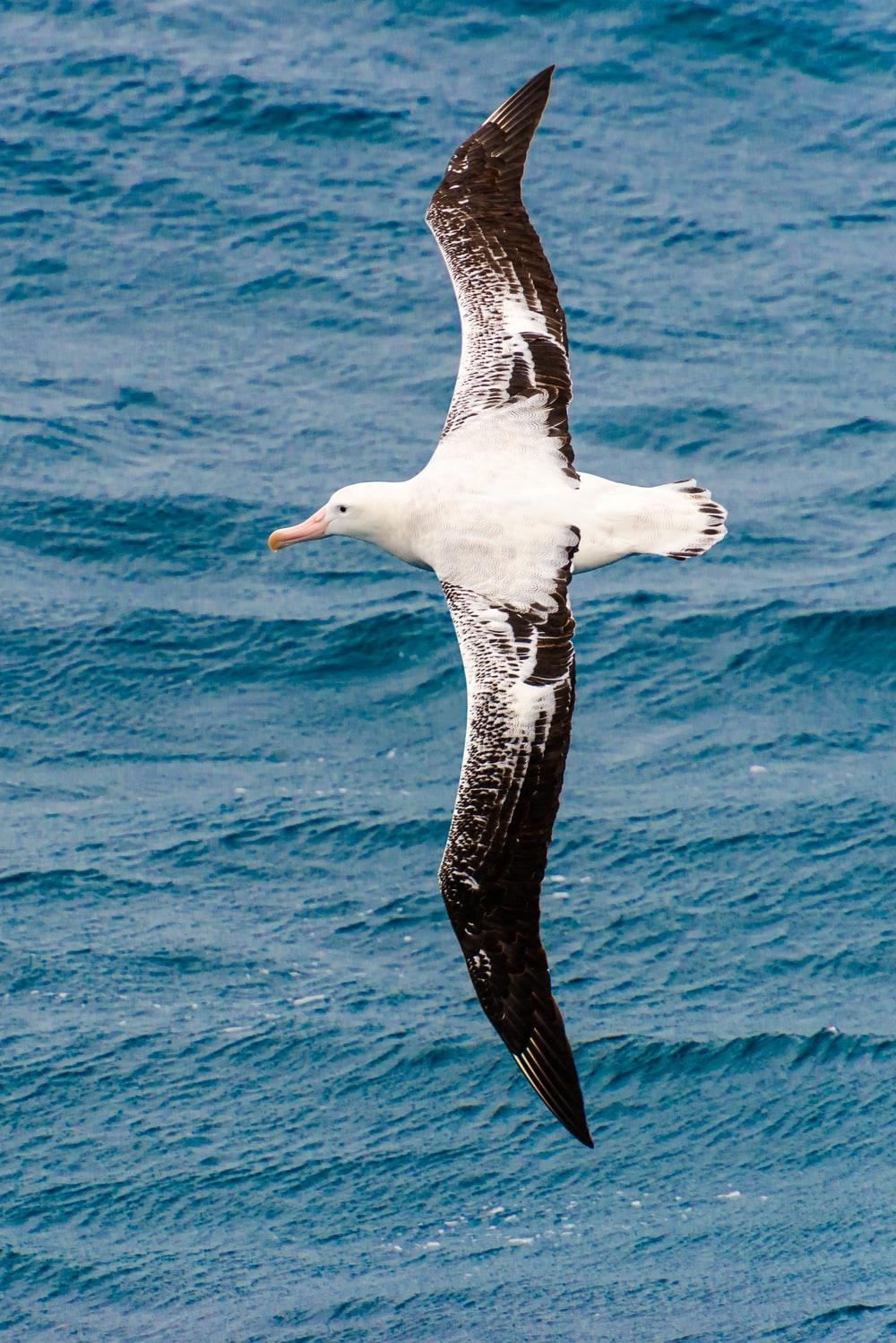 Albatross Wallpapers - Top Free Albatross Backgrounds - WallpaperAccess