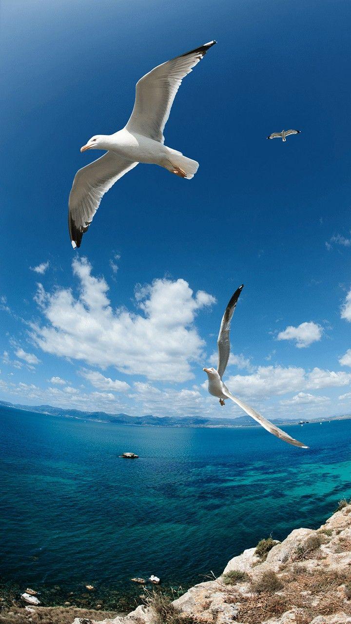 Albatross Wallpapers - Top Free Albatross Backgrounds - WallpaperAccess