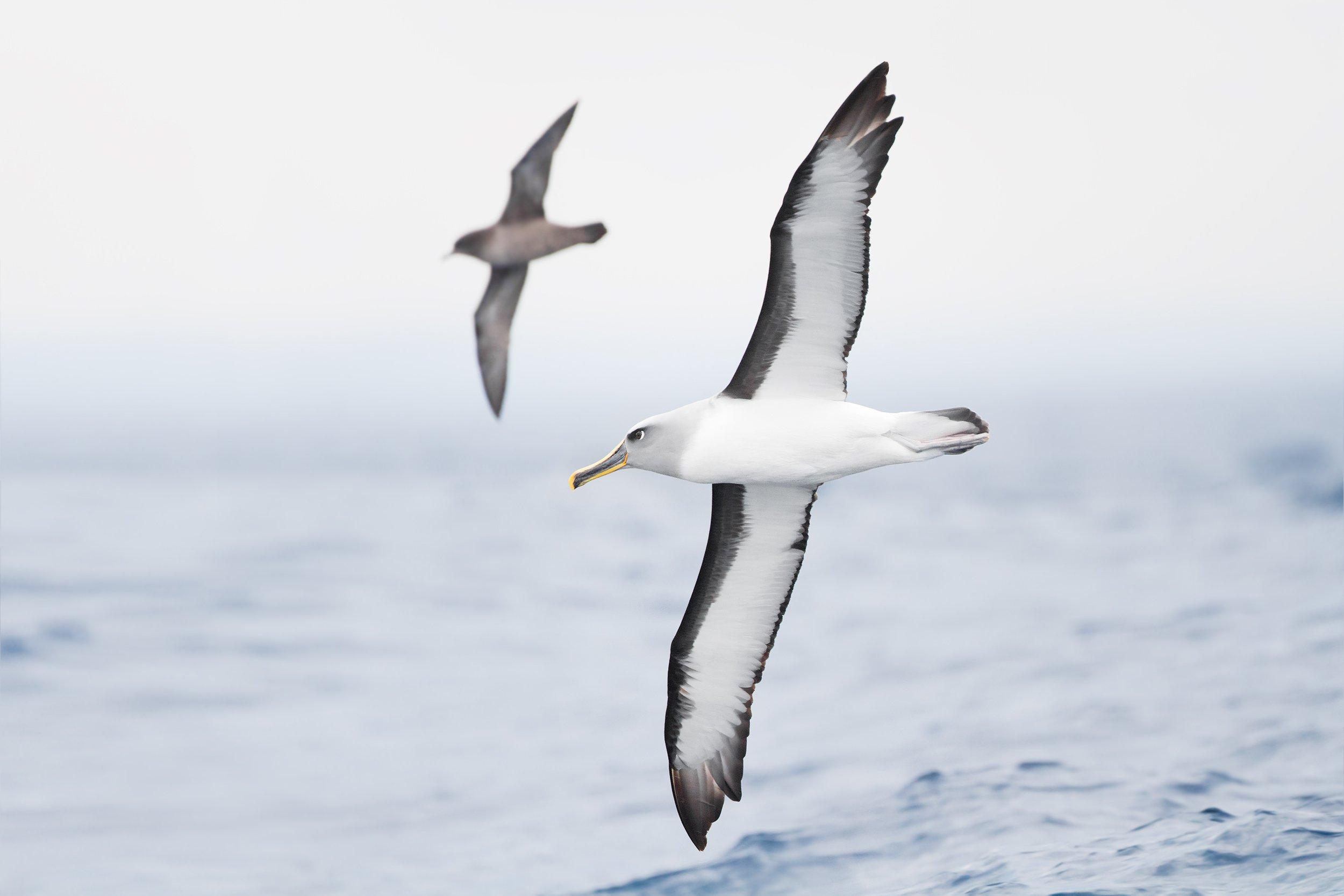 Albatross Wallpapers - Top Free Albatross Backgrounds - WallpaperAccess
