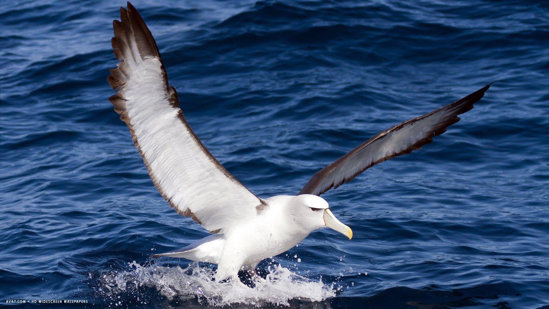 Albatross Wallpapers - Top Free Albatross Backgrounds - WallpaperAccess
